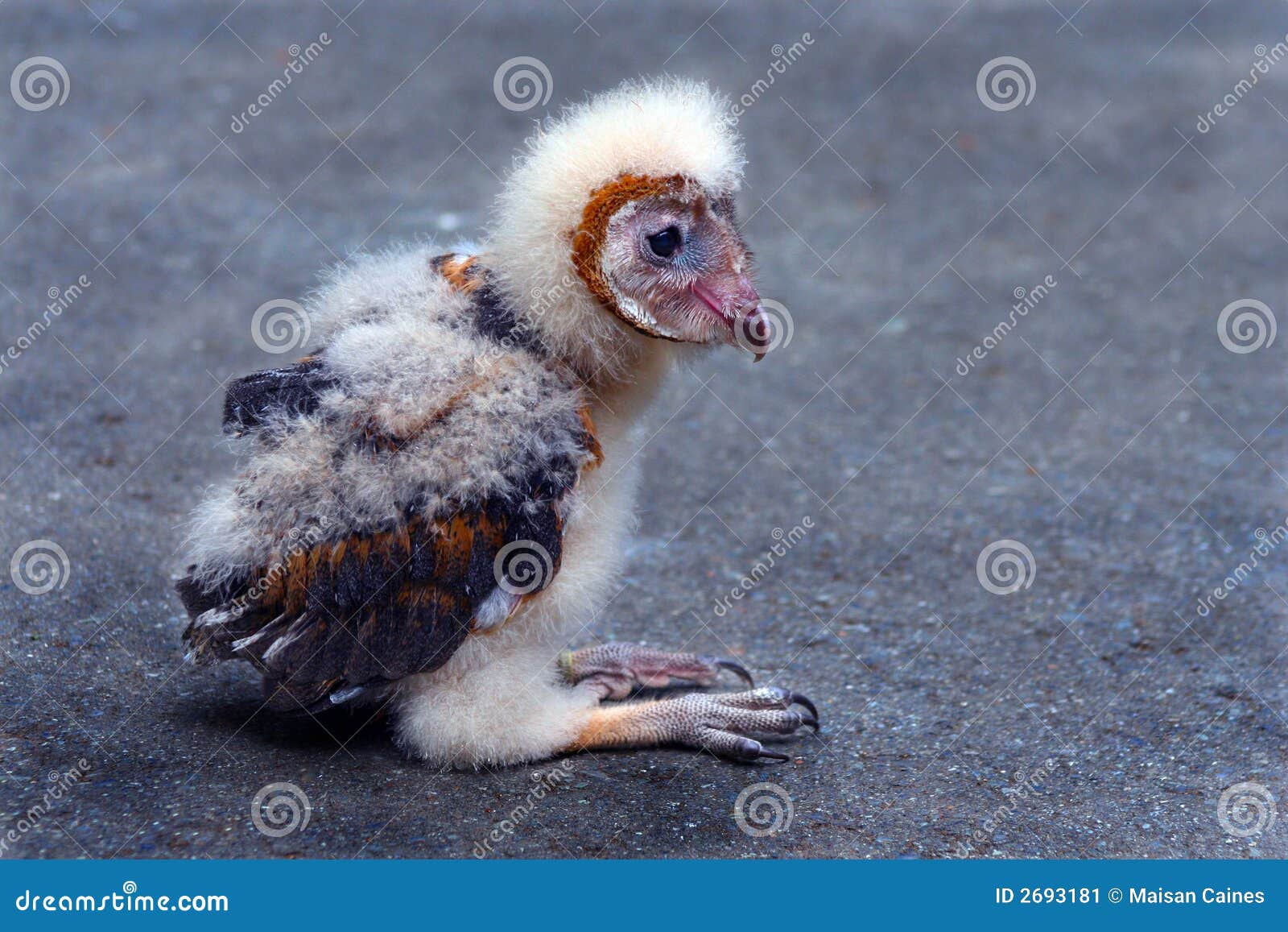Baby Barn Owl stock image. Image of fluff, endangered - 2693181