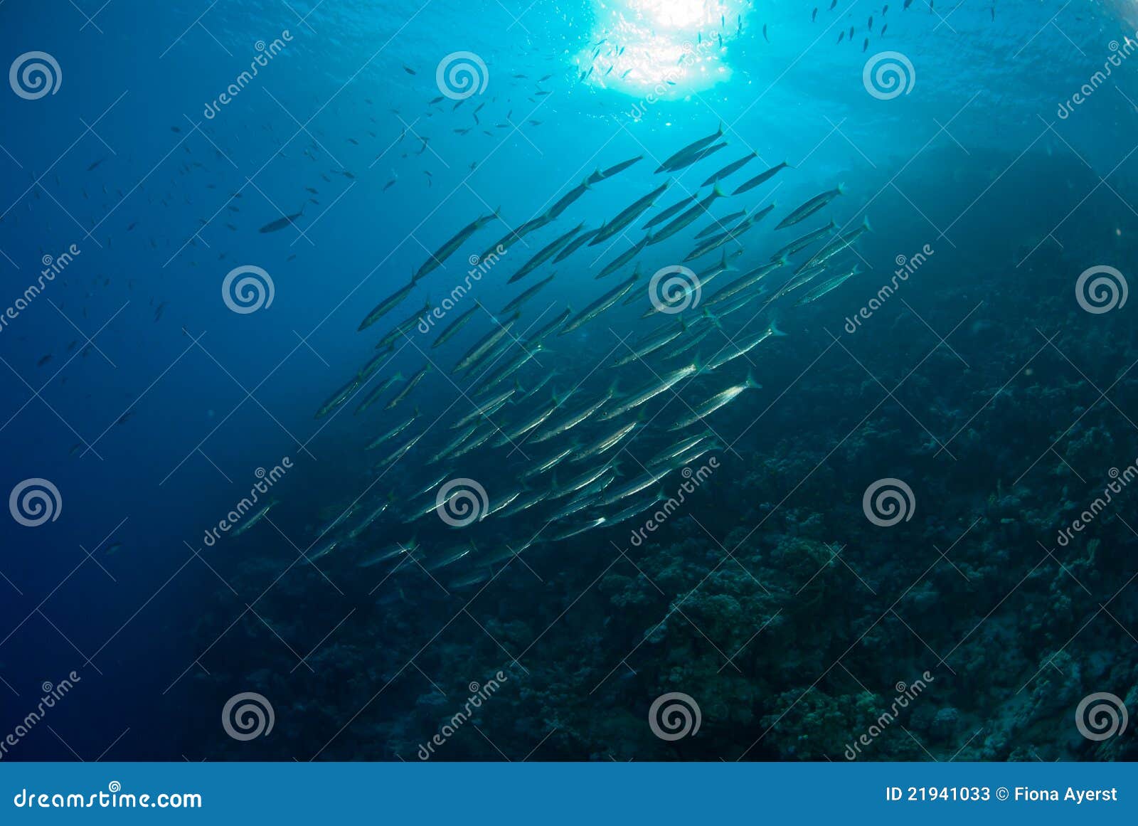 Baby barracuda stock image. Image of sunburst, baby, fish - 21941033