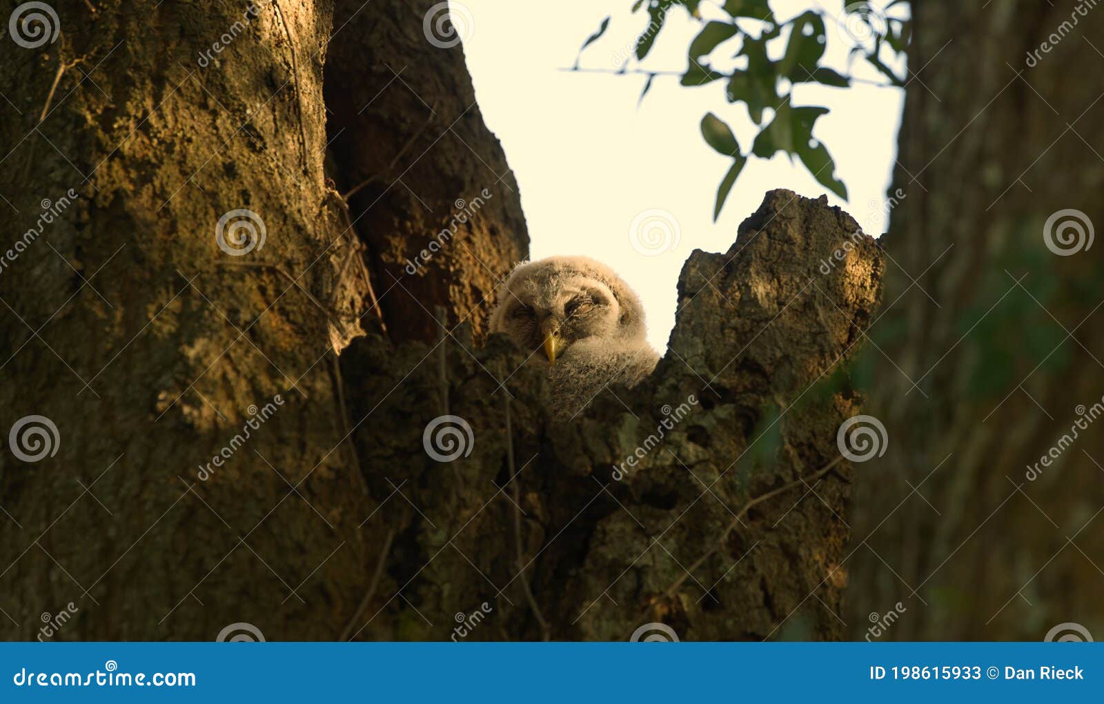 Baby Barred Owl Sleeping in Nest Stock Image - Image of wildlife, trunk ...