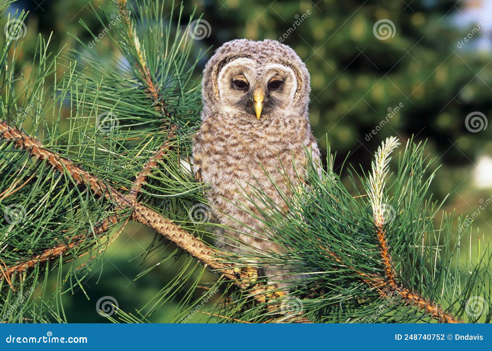 Baby Barred Owl Strix Varia Sitting in a Pine Tree Stock Photo - Image ...