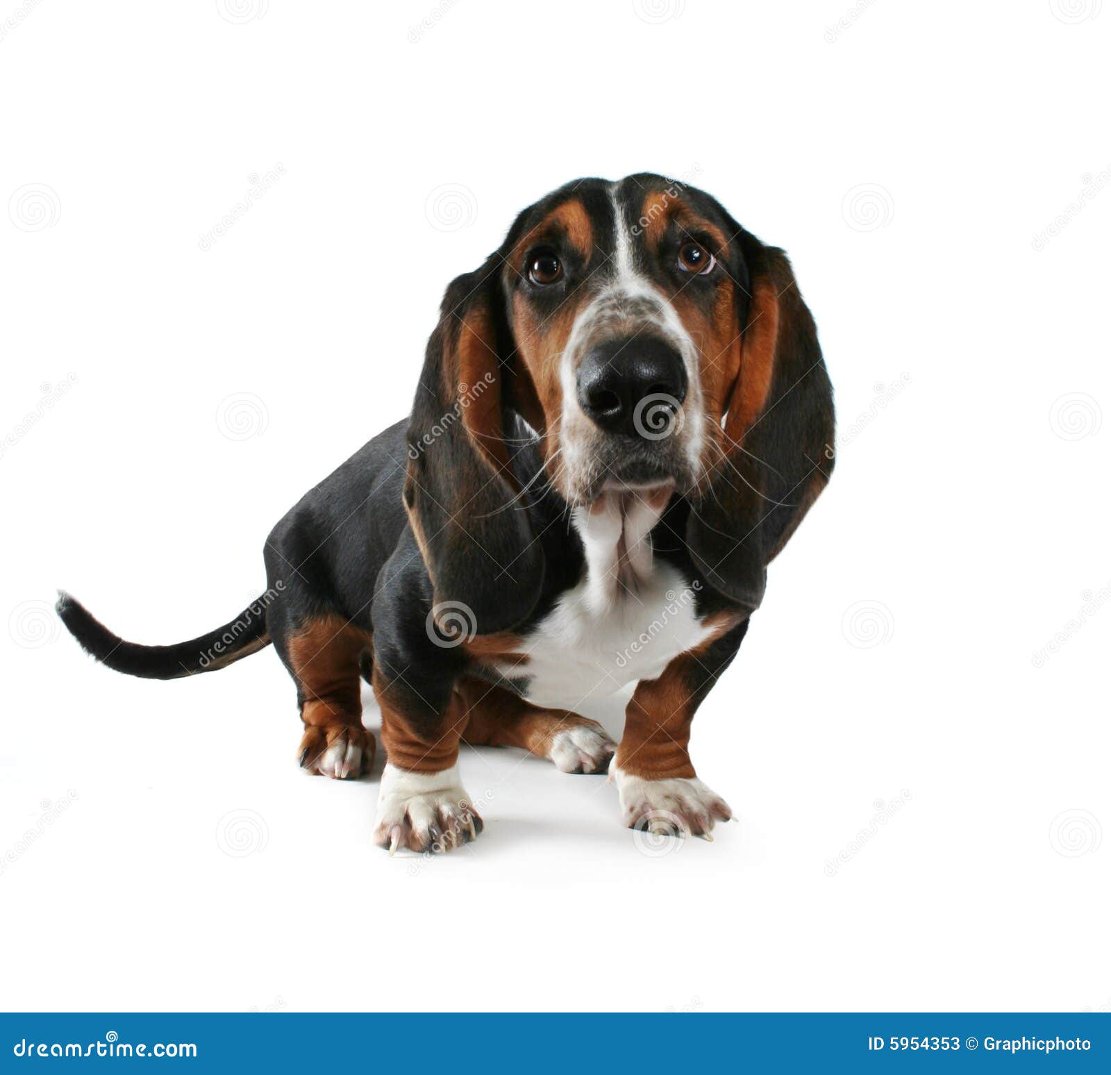 Baby basset stock image. Image of mammal, hound, small - 5954353