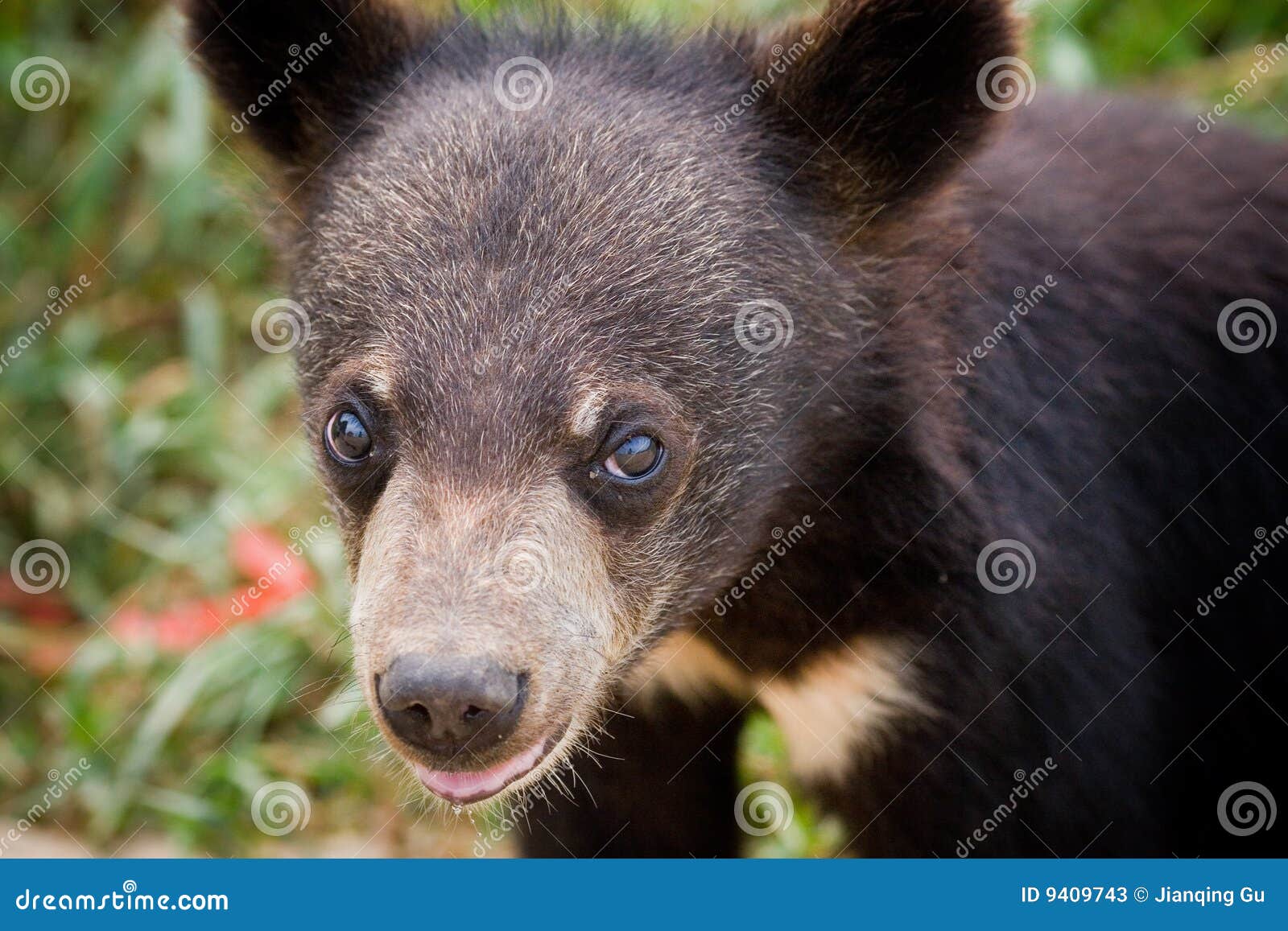 Baby bear stock image. Image of cute, white, bear, asia - 9409743