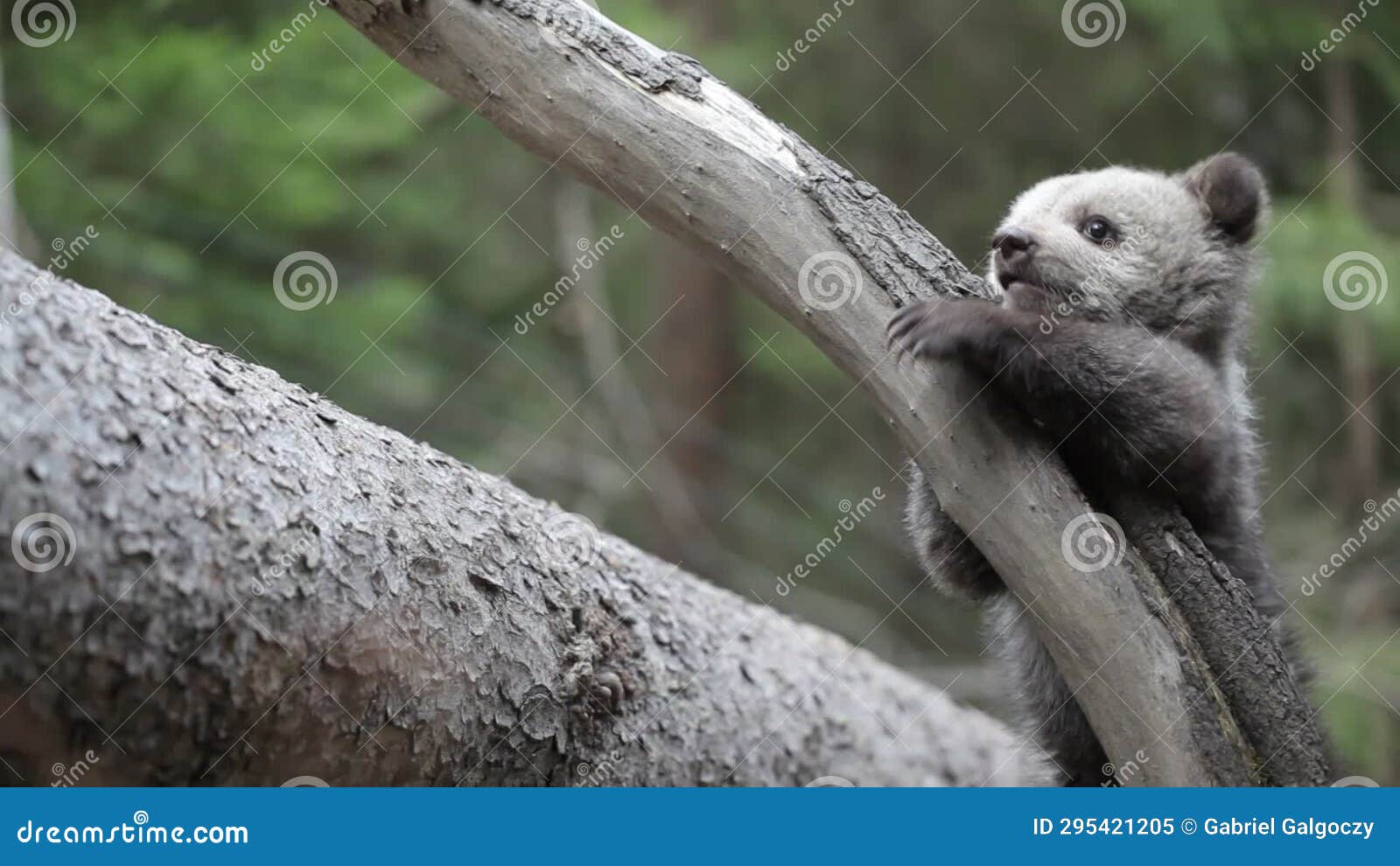 Baby Bear Cub Playing and Hugging Tree Stock Video - Video of young ...