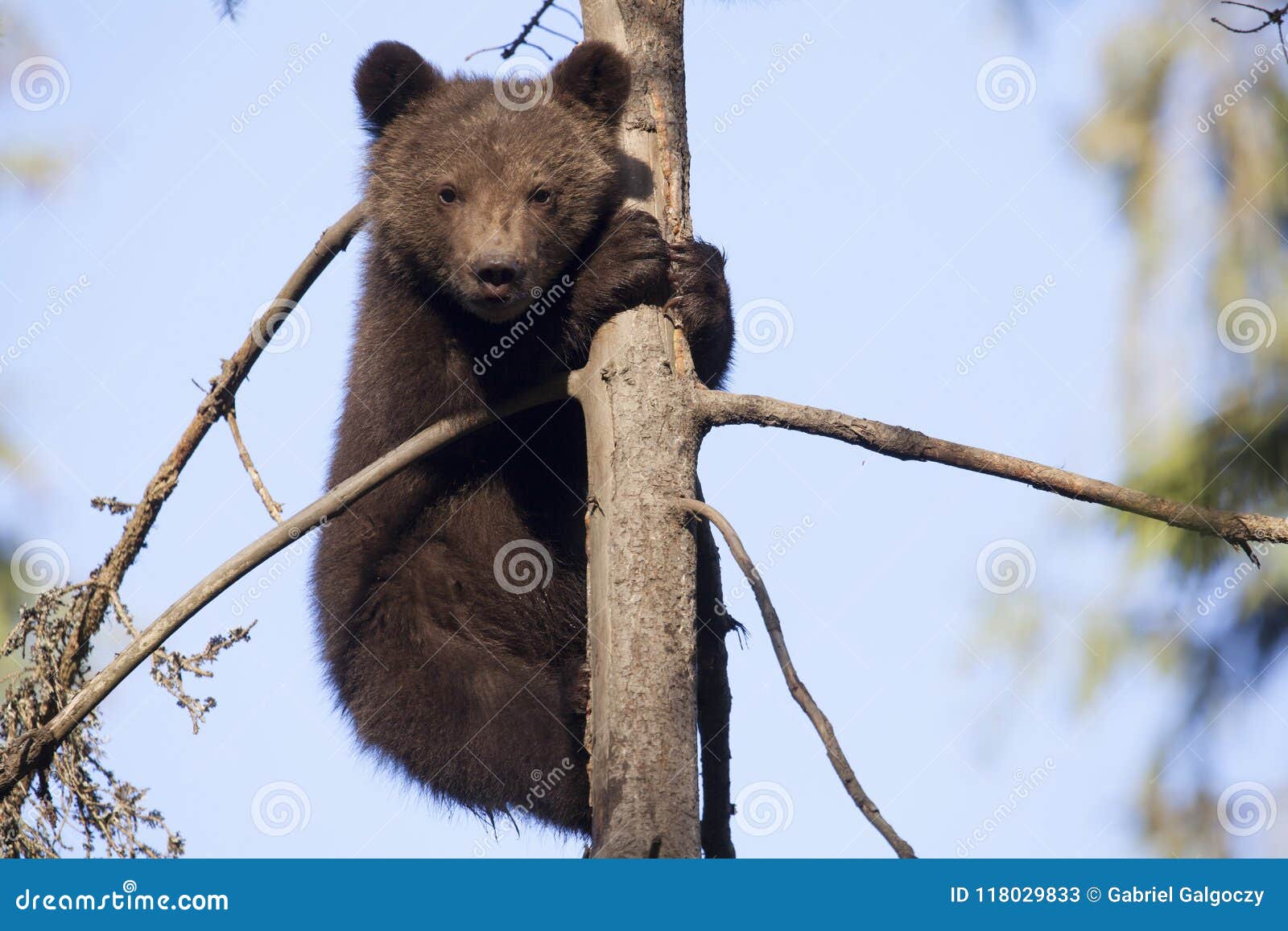 Baby Bear Hugging Spruce Tree Stock Image - Image of closeup, camera ...