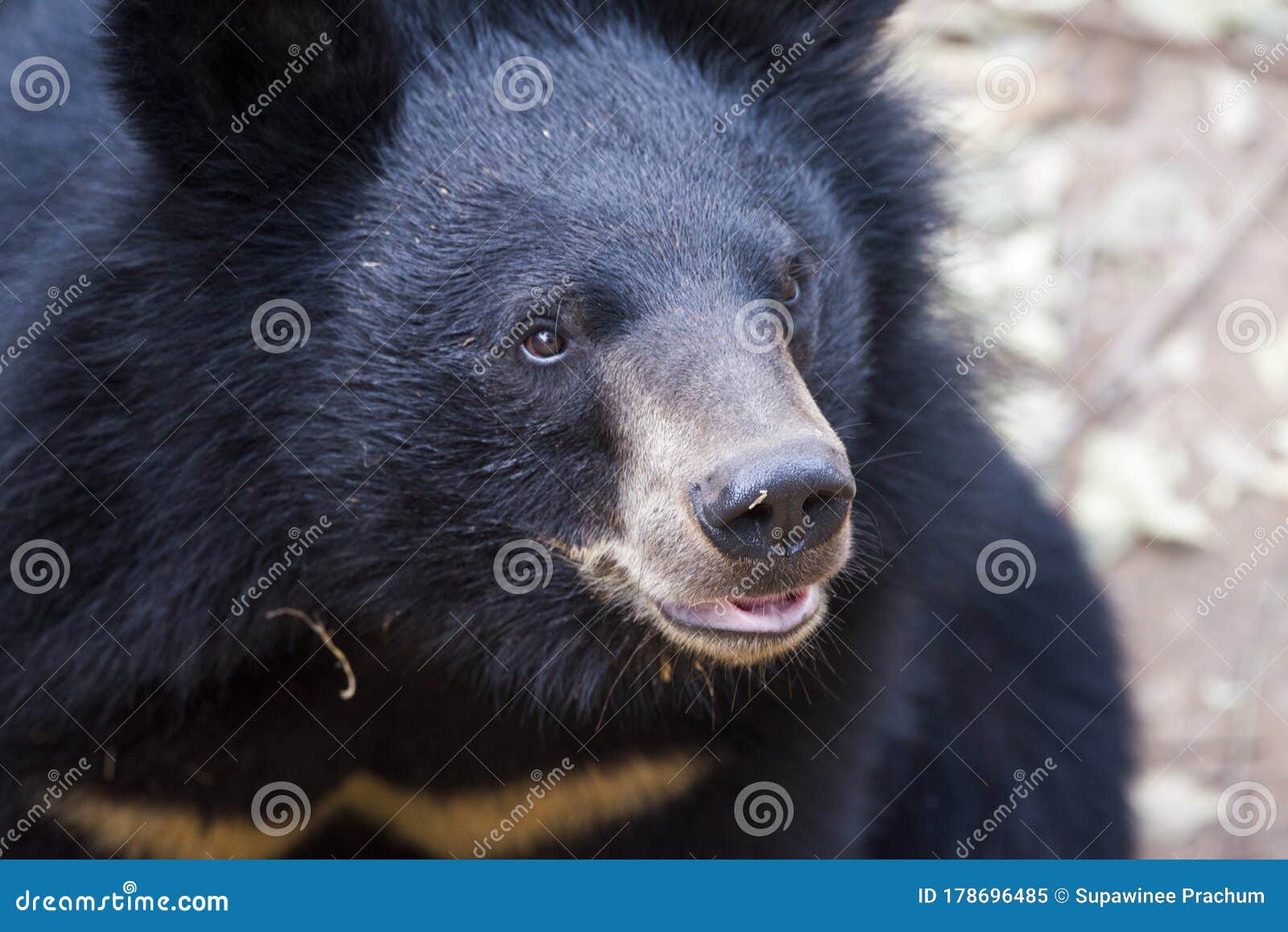 Baby bear, is playing fun stock image. Image of animal - 178696485
