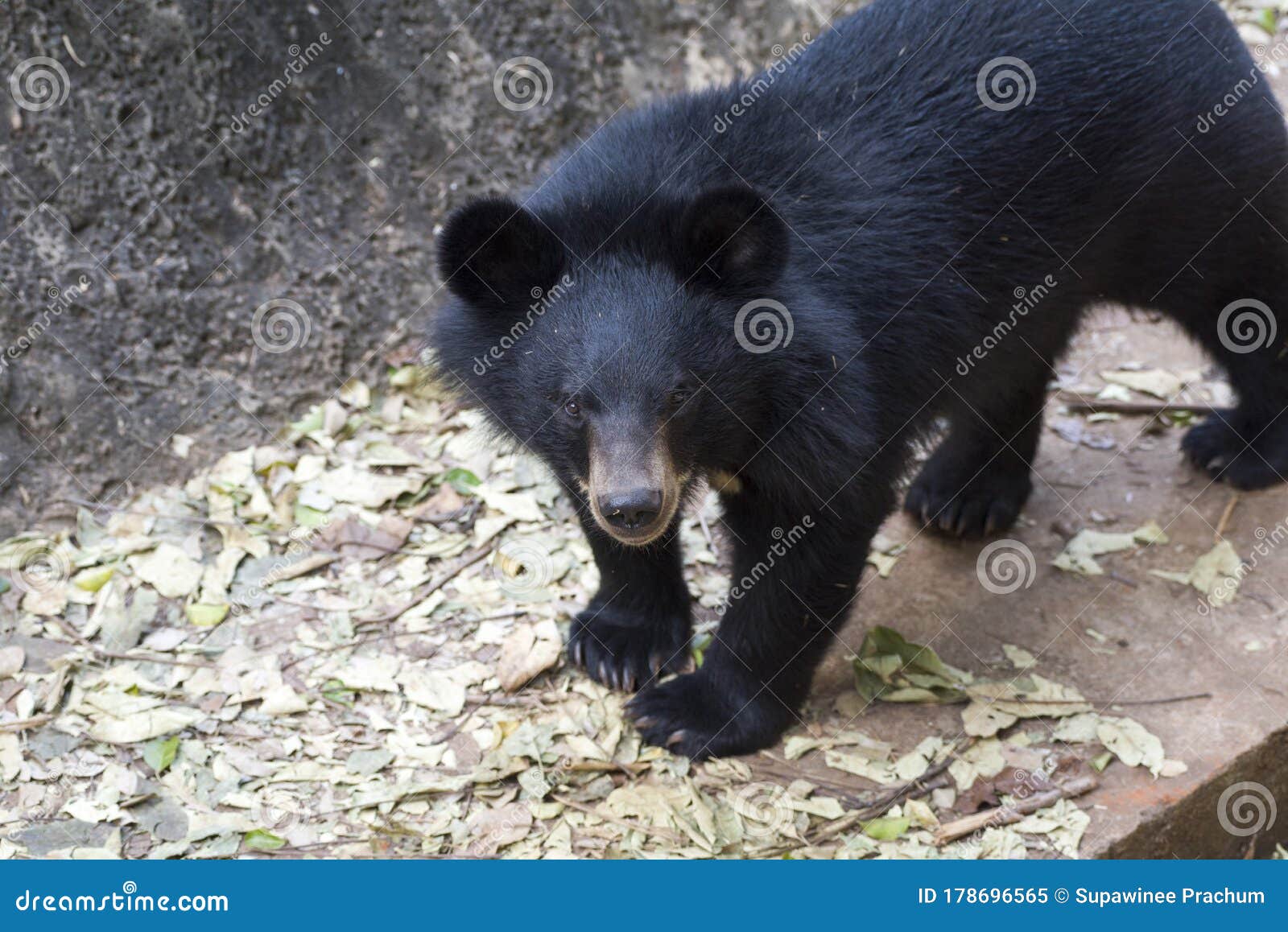 Baby bear, is playing fun stock image. Image of black - 178696565