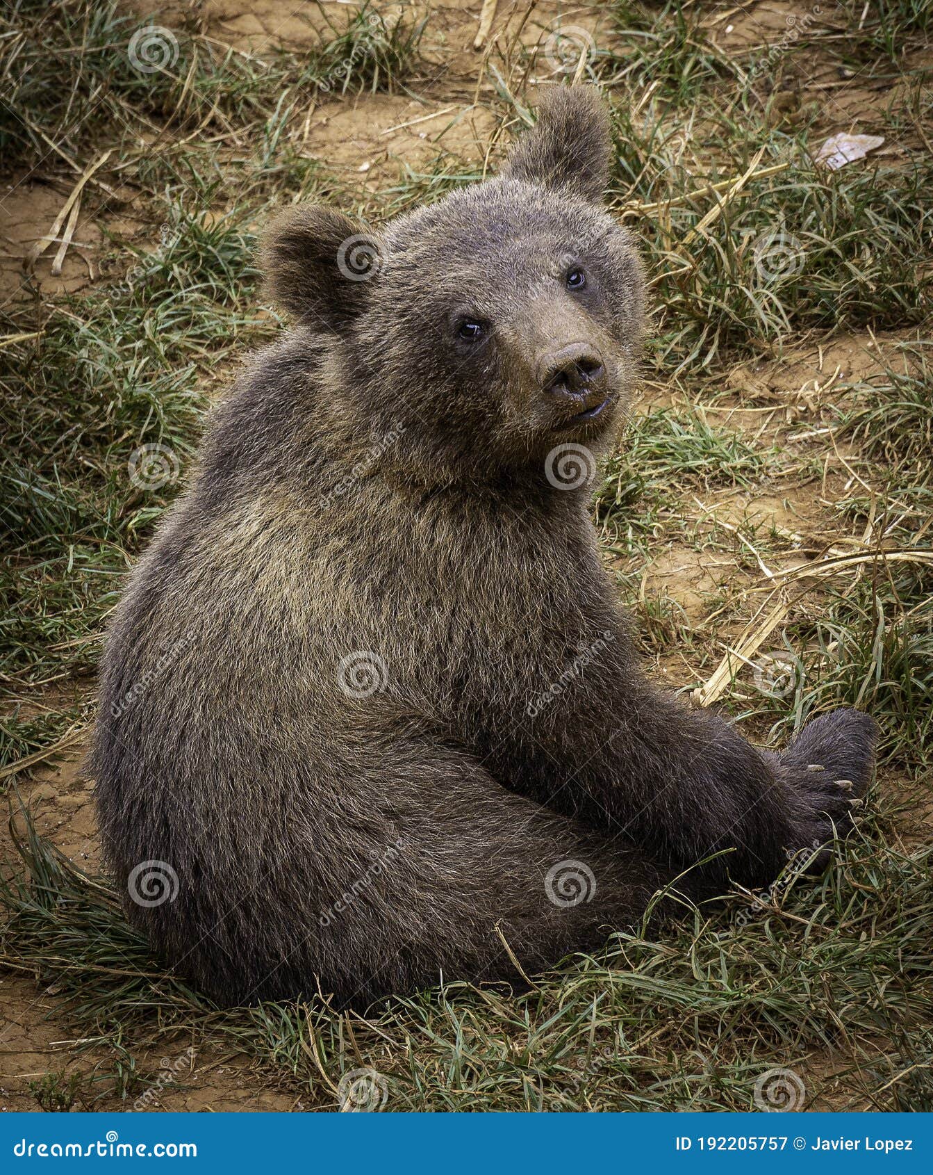 Baby Bear Sitting on the Floor and Looking at the Camera Stock Image ...