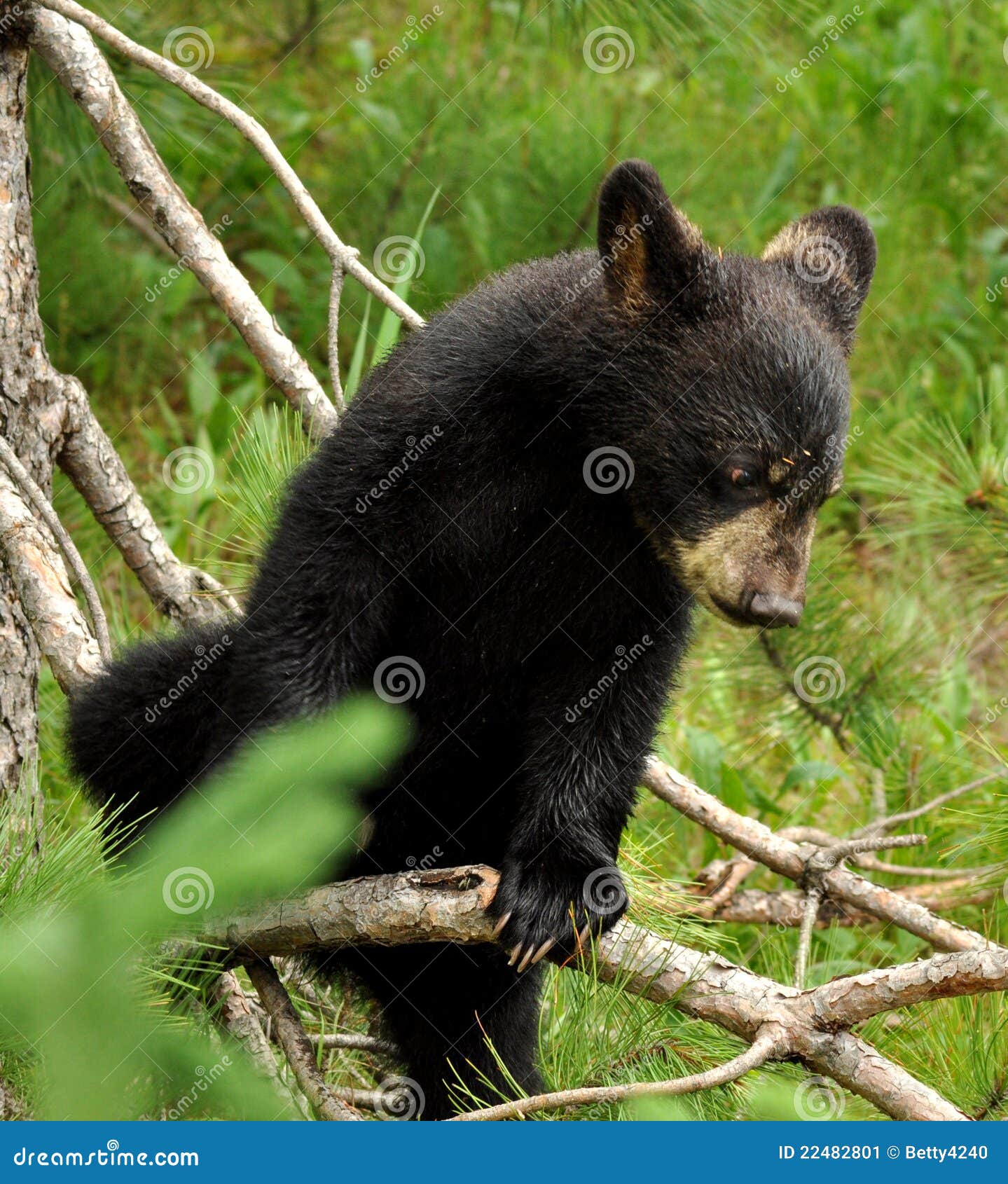 Baby bear up a tree stock image. Image of baby, looking - 22482801