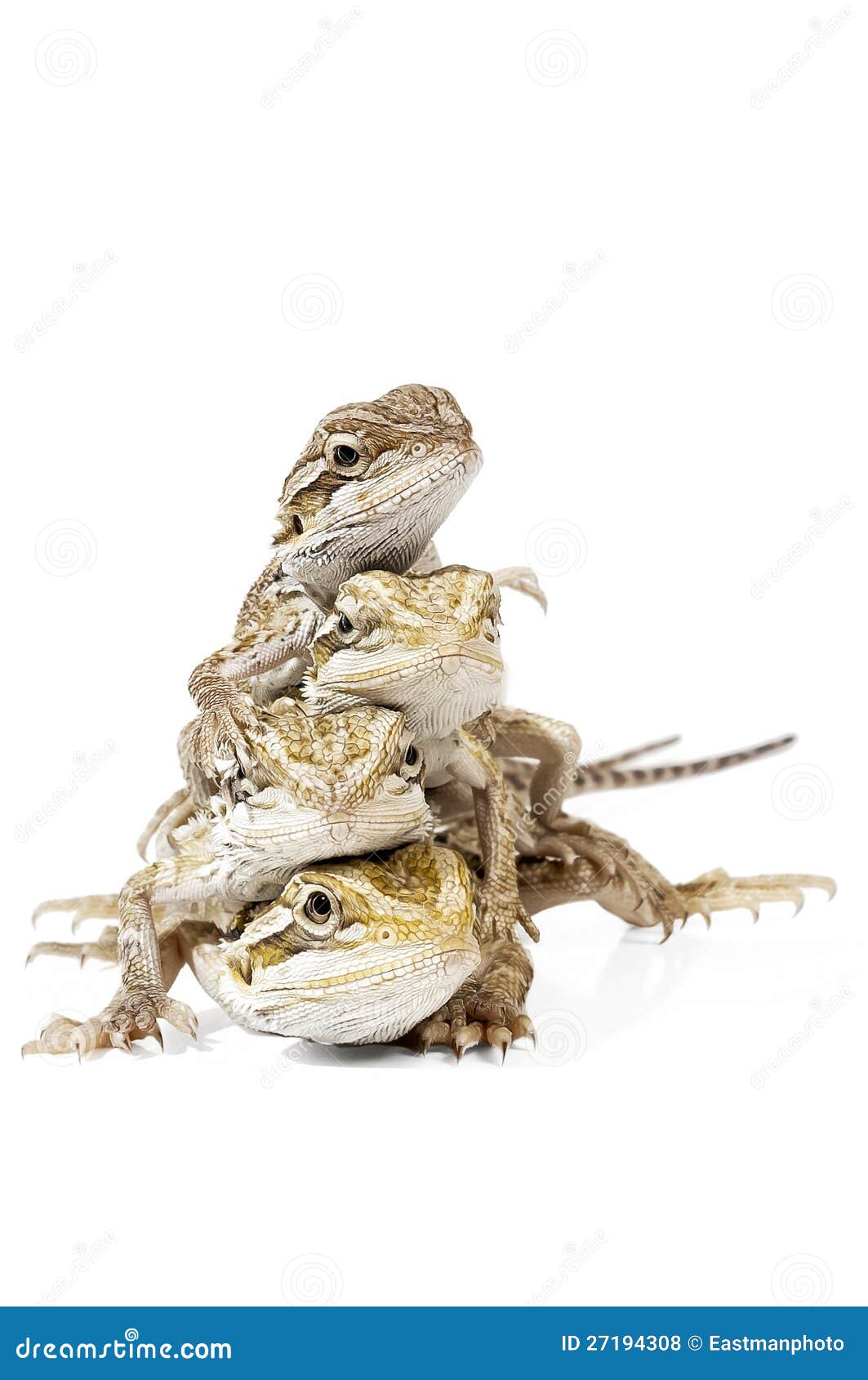 Full Grown Bearded Dragon Baby