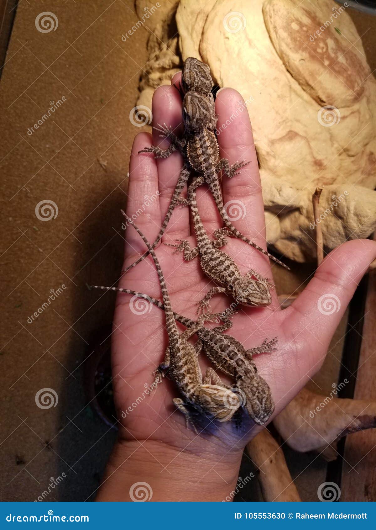 Newborn Baby Bearded Dragons