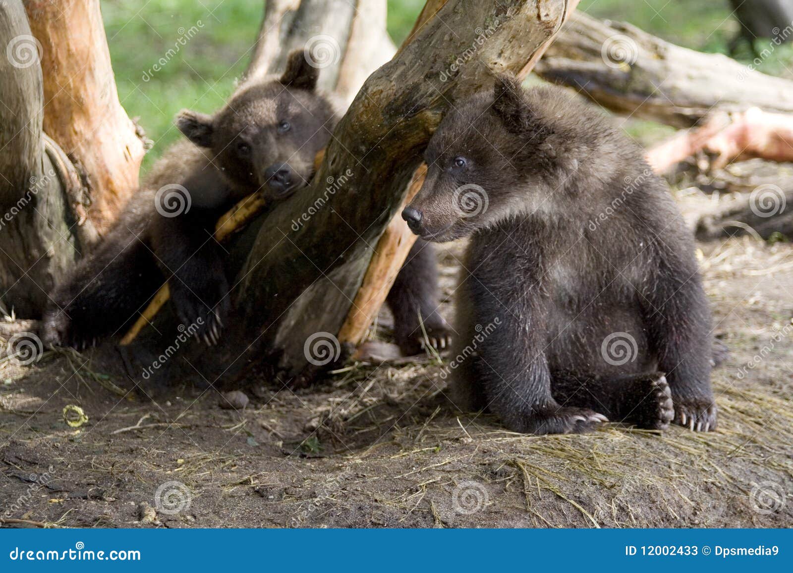 Baby bears stock image. Image of kronotsky, russia, reserve - 12002433