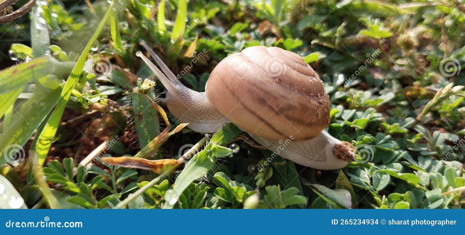 Baby Beautiful Snail stock photo. Image of beautiful - 265234934