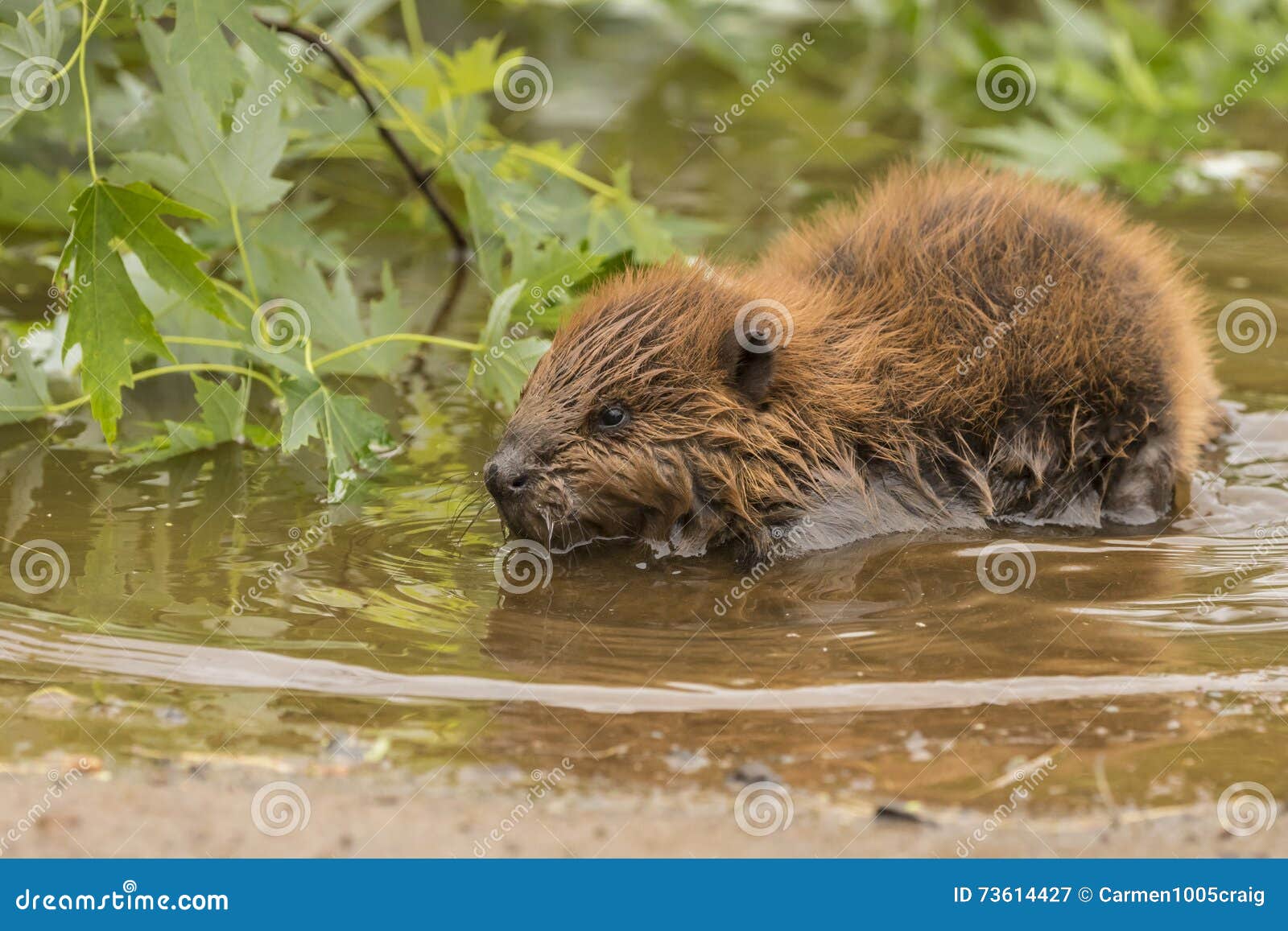 Baby Beaver stock image. Image of snack, beaver, leaves - 73614427