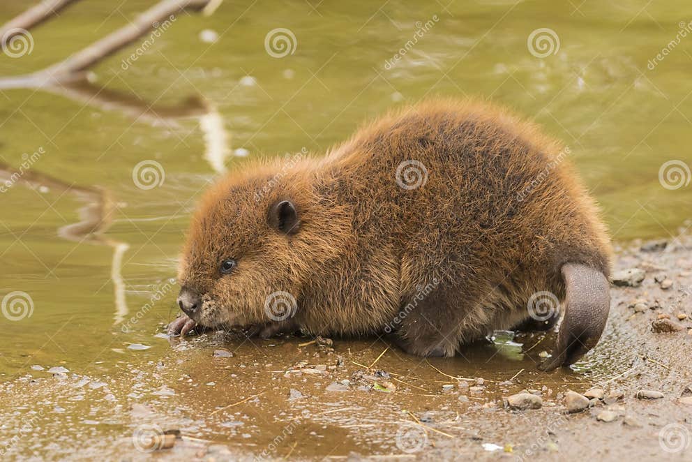 Baby Beaver stock photo. Image of edge, beaver, cute - 73614360