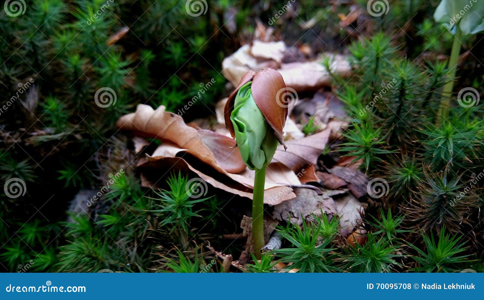 Baby beech stock photo. Image of spring, beautiful, forest - 70095708