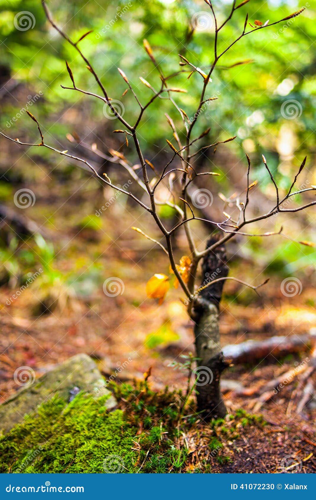 Baby Beech Tree with Selective Focus Stock Photo - Image of boulders ...