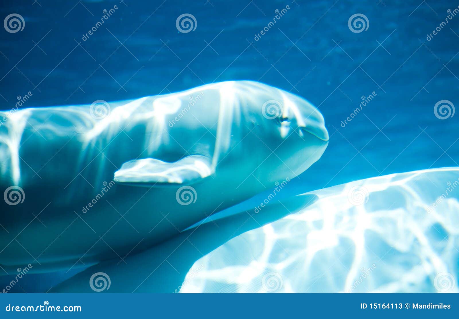 Baby Beluga Whale stock image. Image of mamal, friendly - 15164113