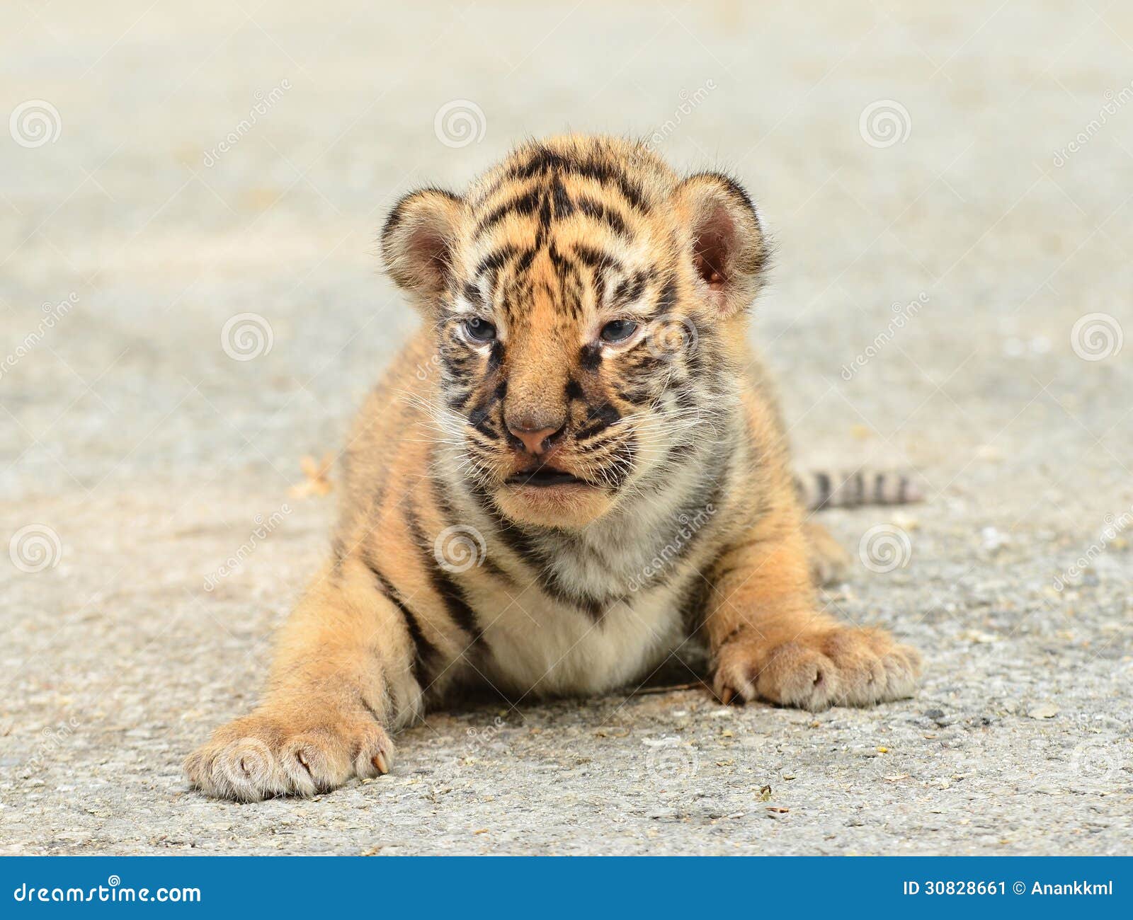 Cute Baby Bengal Tigers