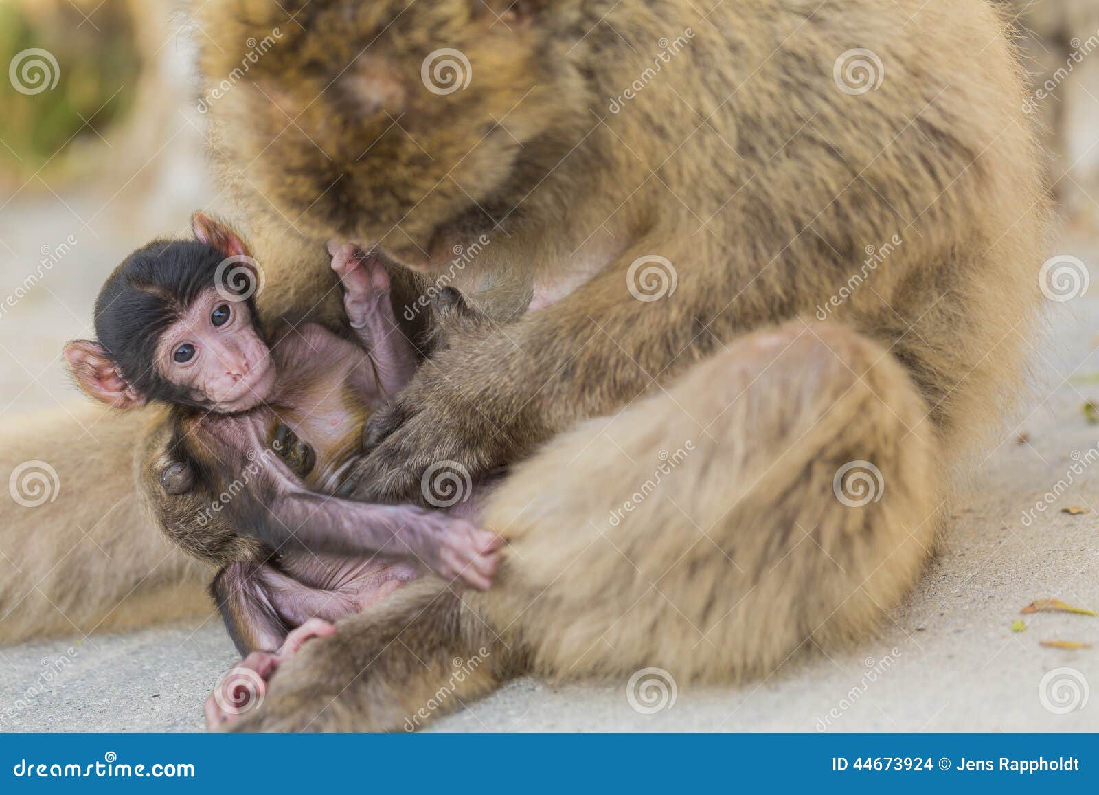 A Baby Berber Monkey with Its Mother in Gibraltar Stock Photo - Image ...