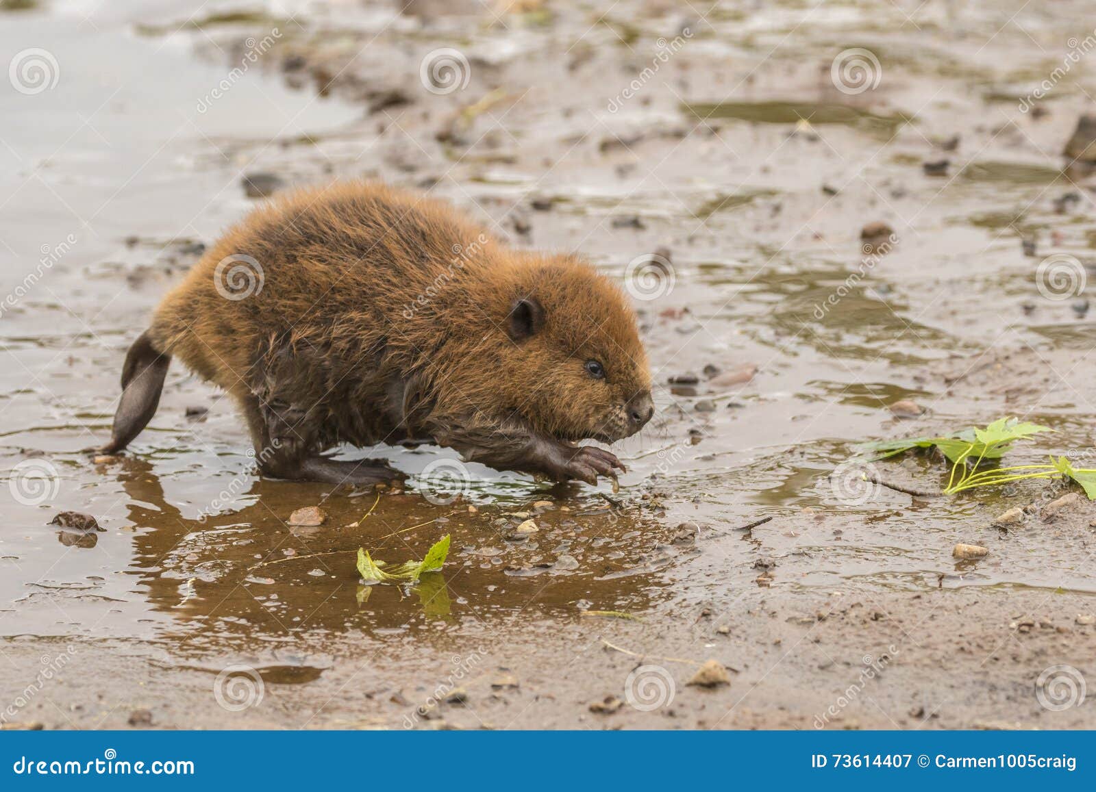 Baby-Biber stockbild. Bild von wasser, schätzchen, jung - 73614407