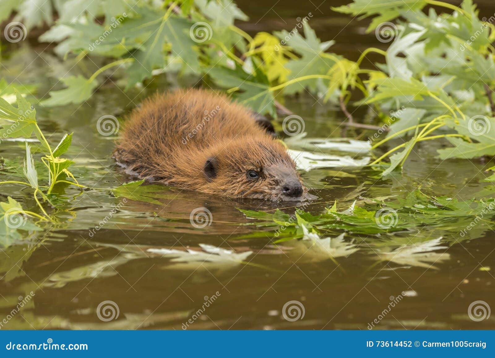 Baby-Biber stockfoto. Bild von gefangener, jung, biber - 73614452