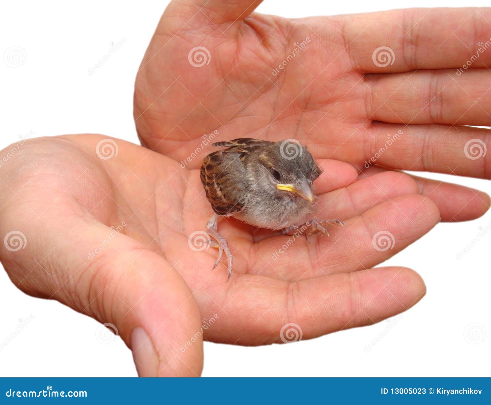 Baby bird stock image. Image of preservation, person - 13005023