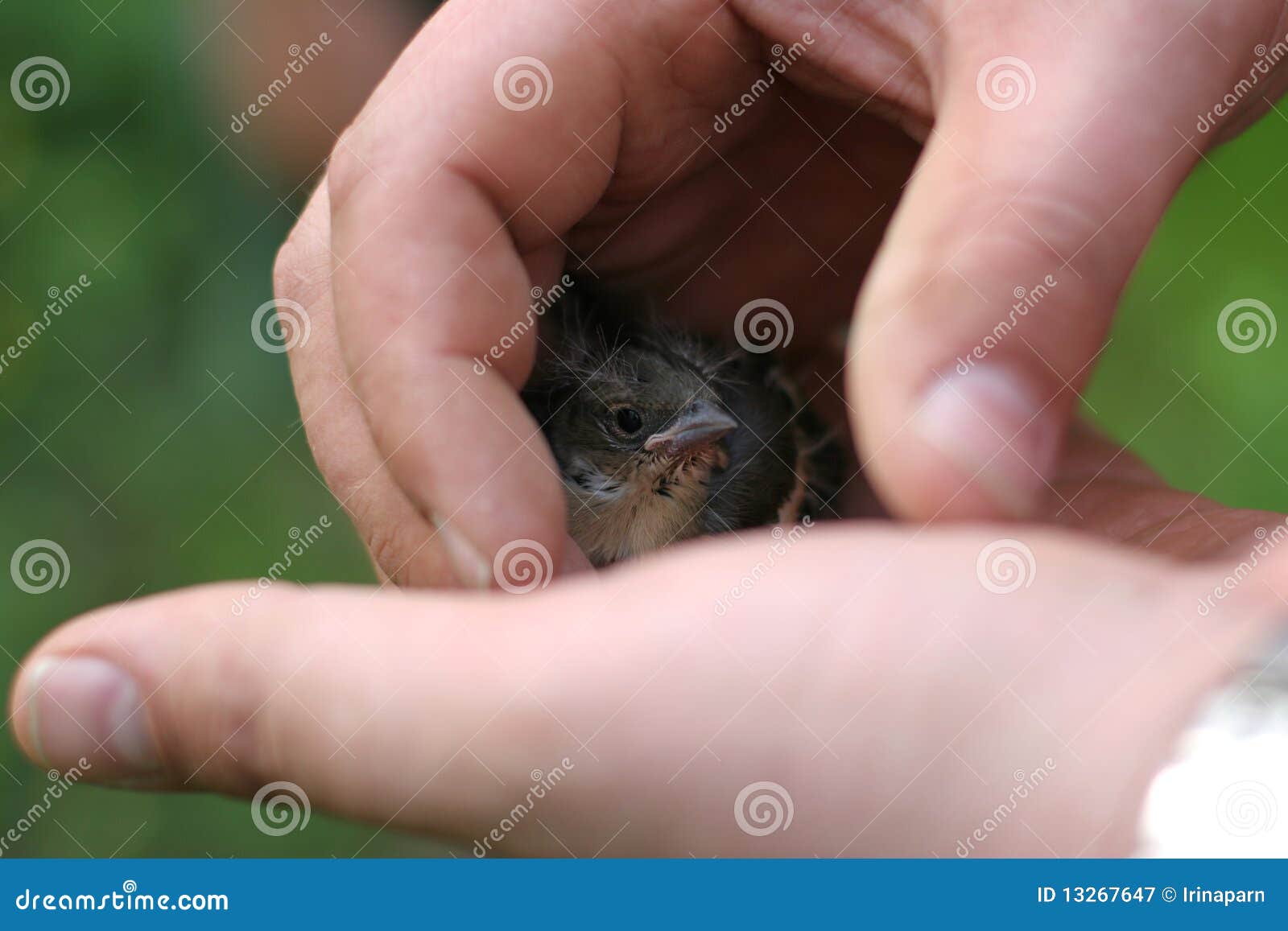 Baby bird stock image. Image of concepts, safety, protection - 13267647