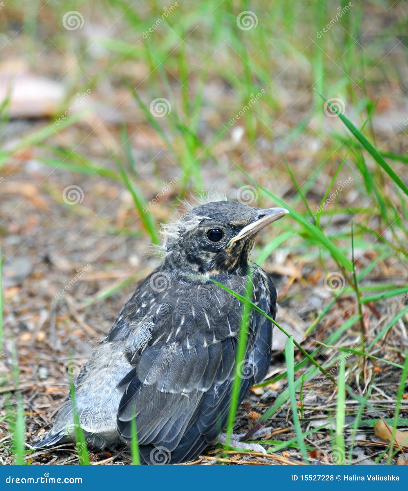 Baby bird stock photo. Image of bird, nurture, chicks - 15527228