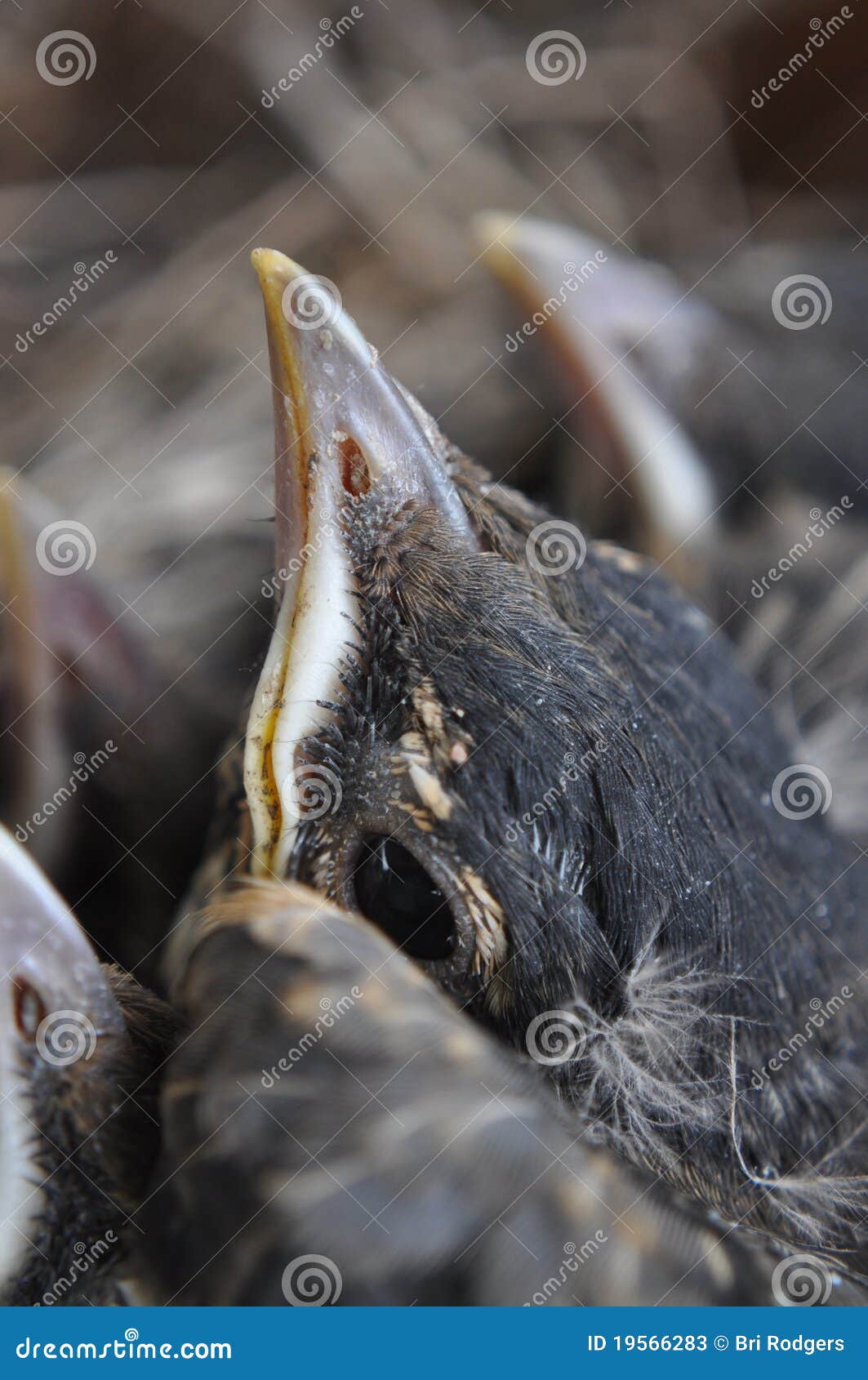 Baby Bird stock image. Image of growing, open, maturing - 19566283