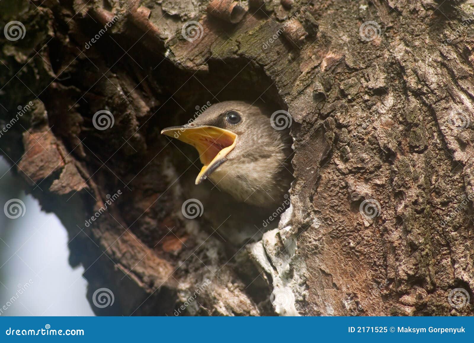 Baby Bird Sleeping Stock Photo | CartoonDealer.com #42913626