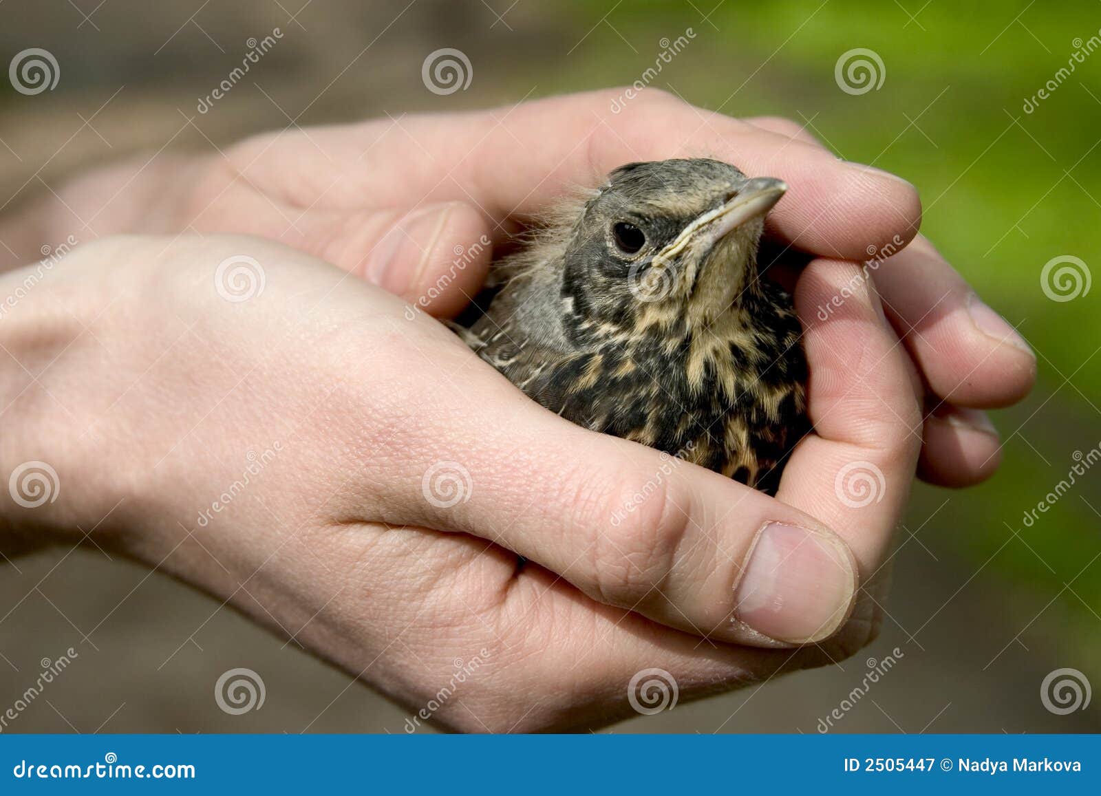 Baby Bird Of A Frigate On A Nest. Stock Image | CartoonDealer.com #16034659
