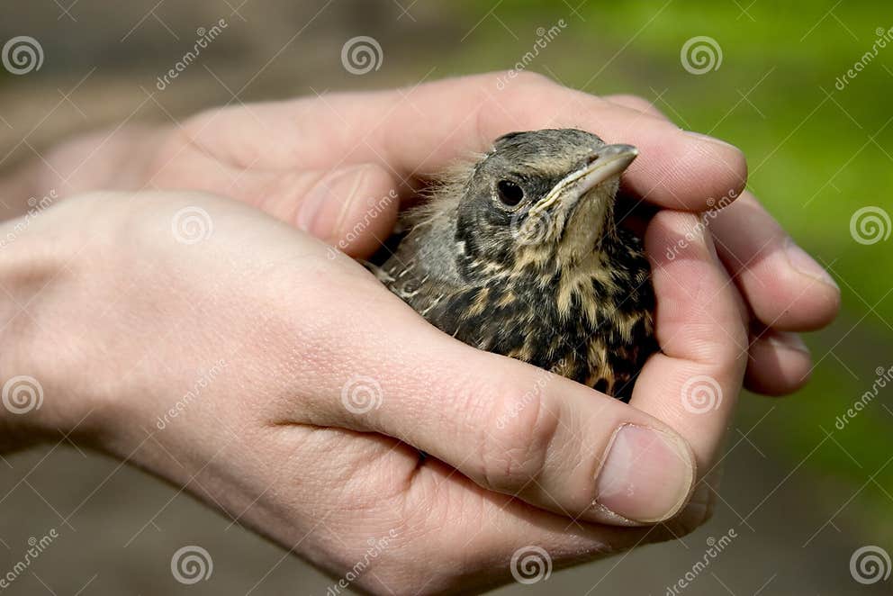 Baby bird stock image. Image of bird, hand, beak, fledgling - 2505447