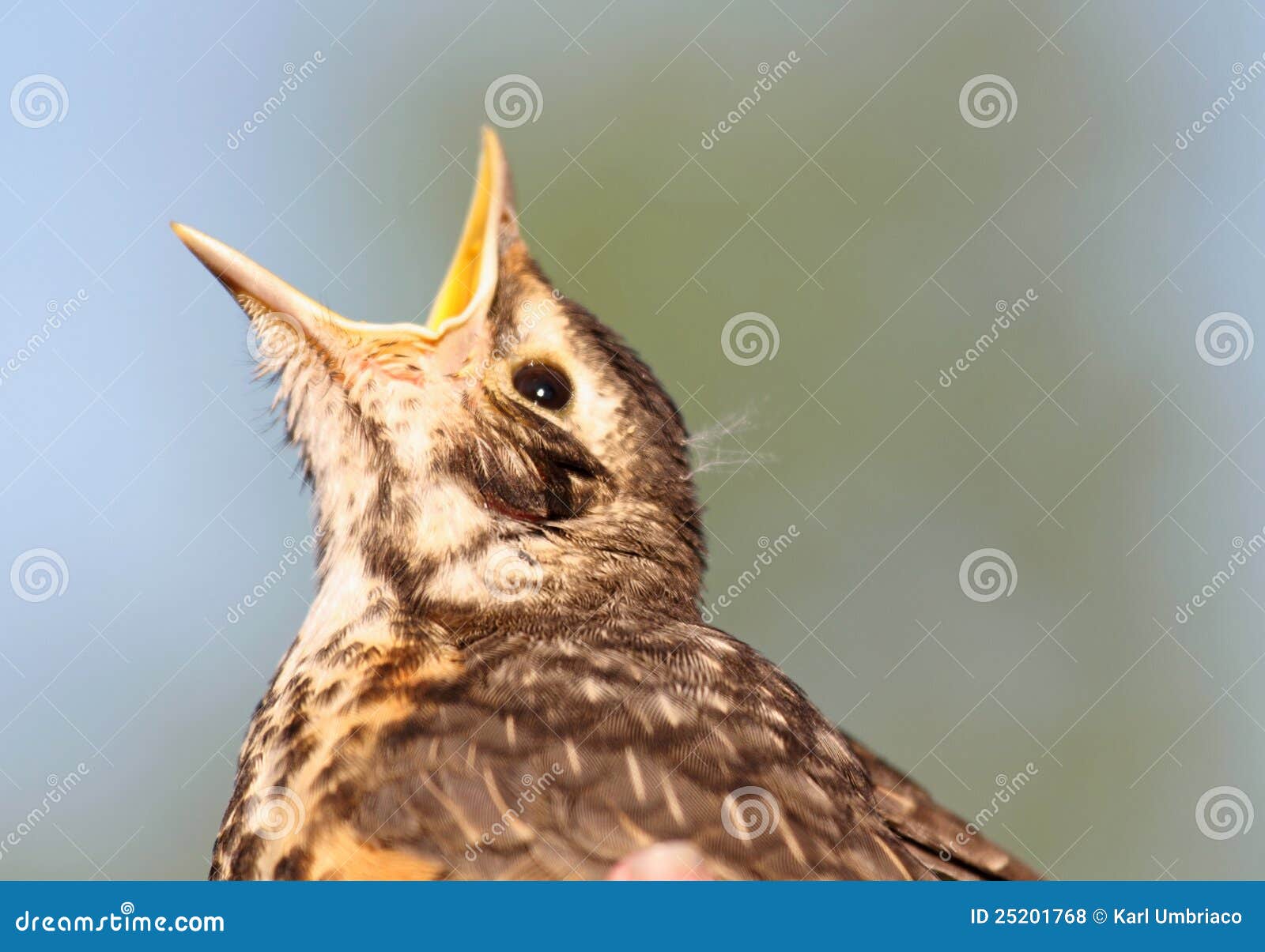 Baby bird stock photo. Image of animal, face, wildlife - 25201768