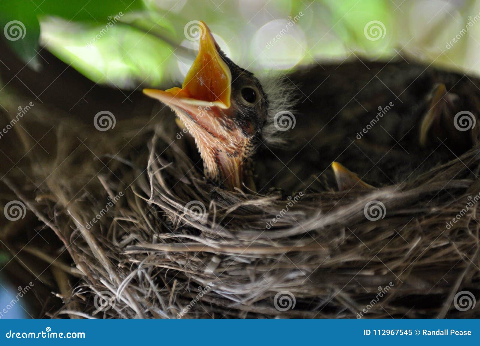 Baby Birds Being Fed