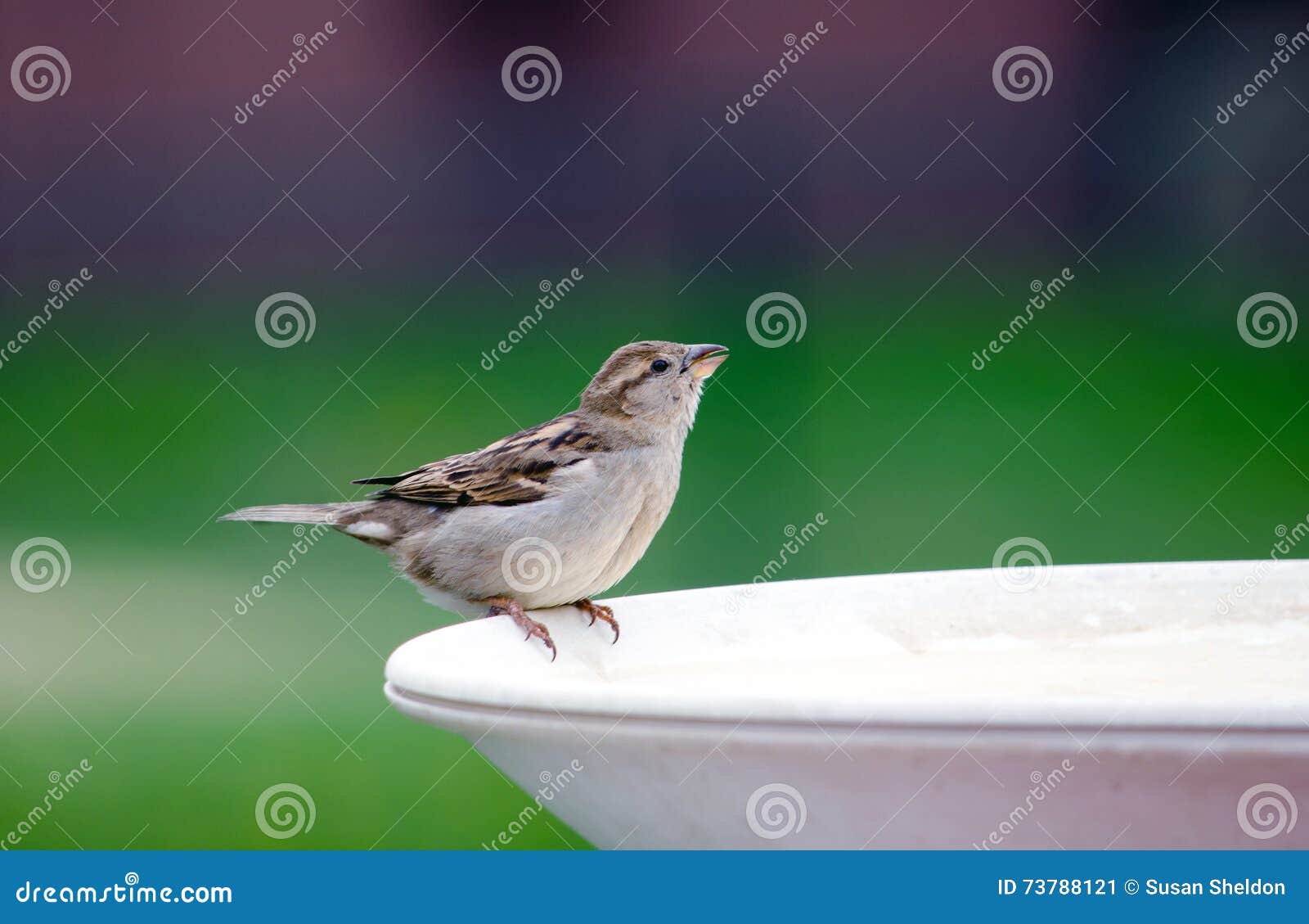Baby Bird on Bird-bath Edge Stock Image - Image of chick, young: 73788121