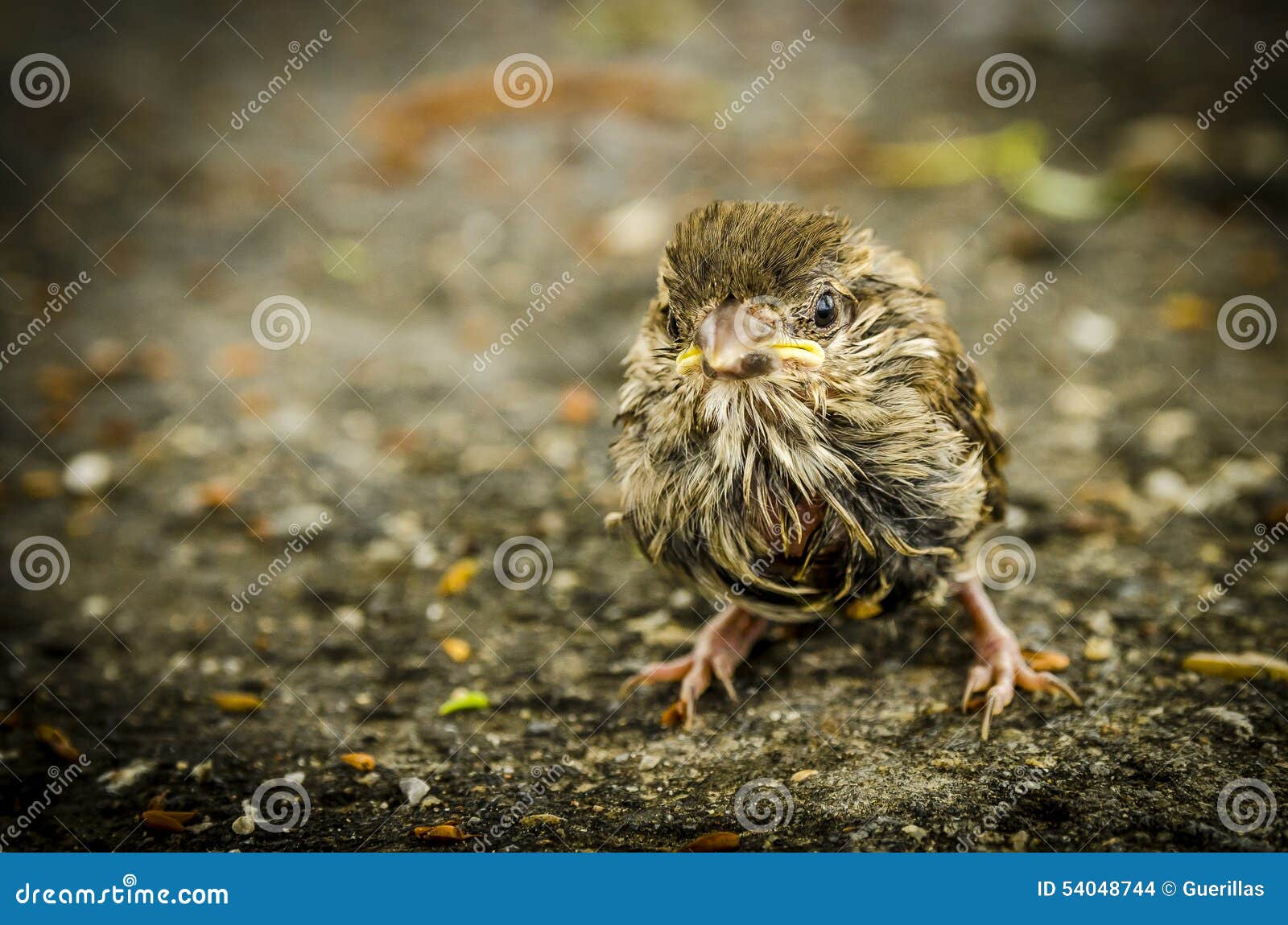 Baby Bird stock photo. Image of ground, alone, wildlife - 54048744