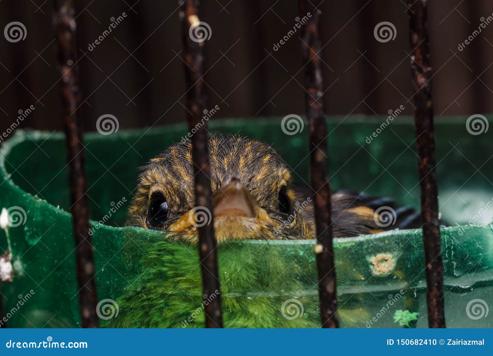 Baby bird in cage stock photo. Image of closeup, child - 150682410