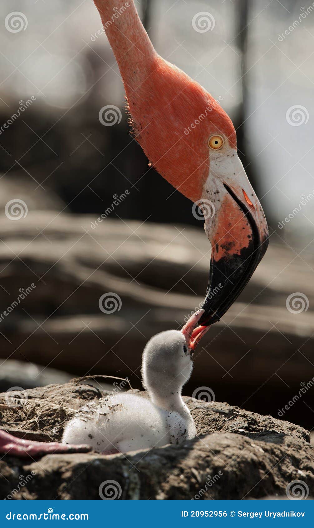 Baby Bird of the Caribbean Flamingo. Stock Photo - Image of birth ...