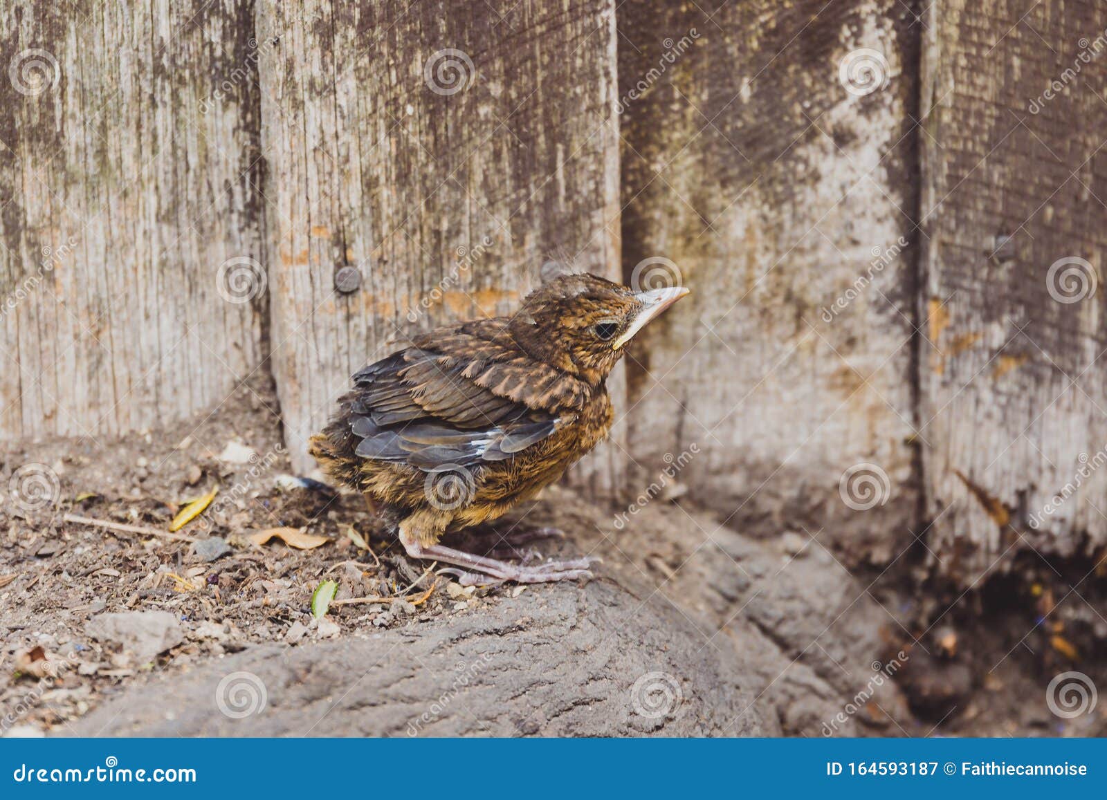 Baby Bird Chick for the First Time Outside the Nest and Looking Around ...