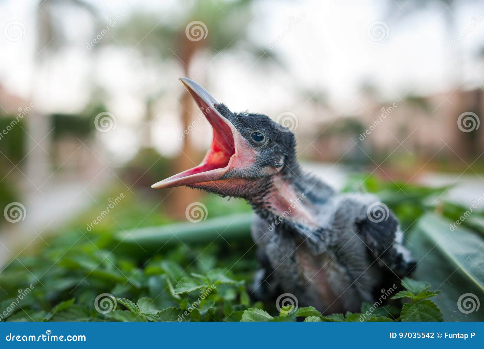 Baby Bird Beak Open Stock Images - Download 773 Royalty Free Photos