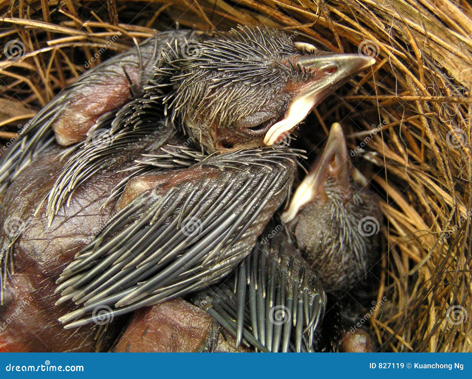 Baby Bird Sleeping Stock Photo | CartoonDealer.com #42913626