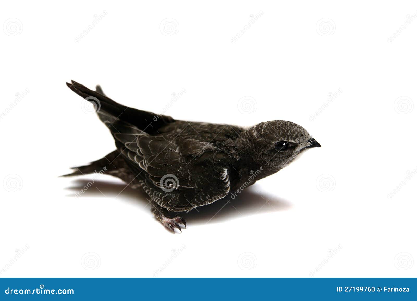 The Baby Bird of Common Swift Stock Photo - Image of frightened ...
