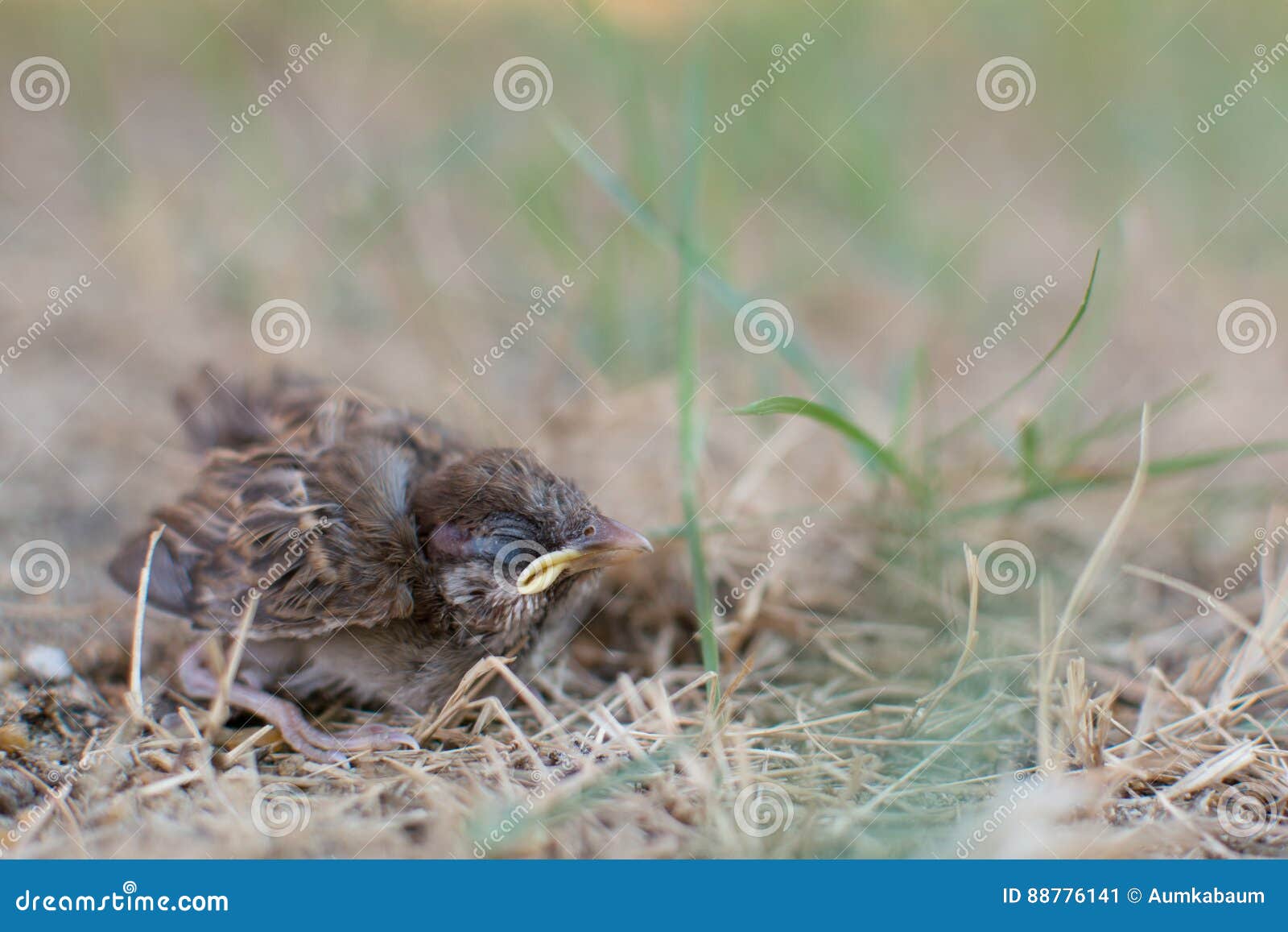 A Baby Bird Drop Fron a Tree Stock Image - Image of bird, wing: 88776141