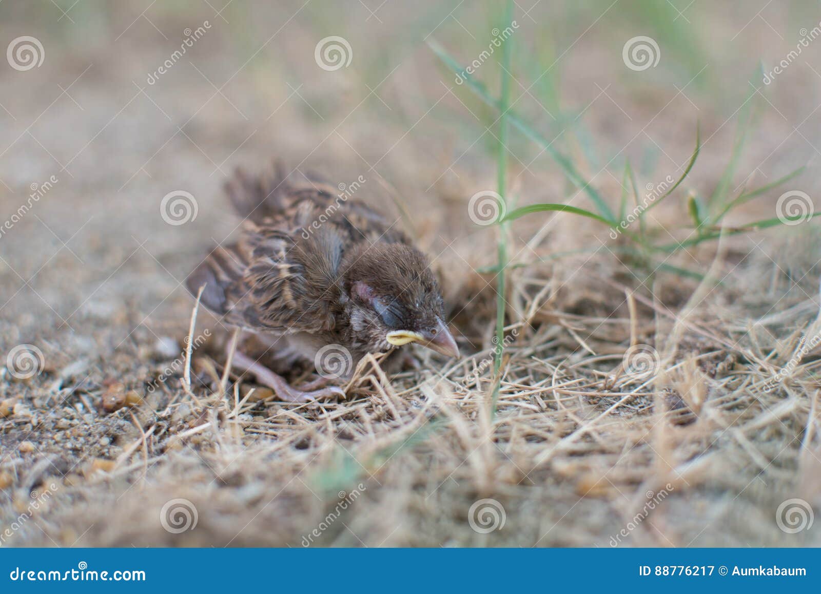 A Baby Bird Drop Fron a Tree Stock Image - Image of beautiful, avian ...