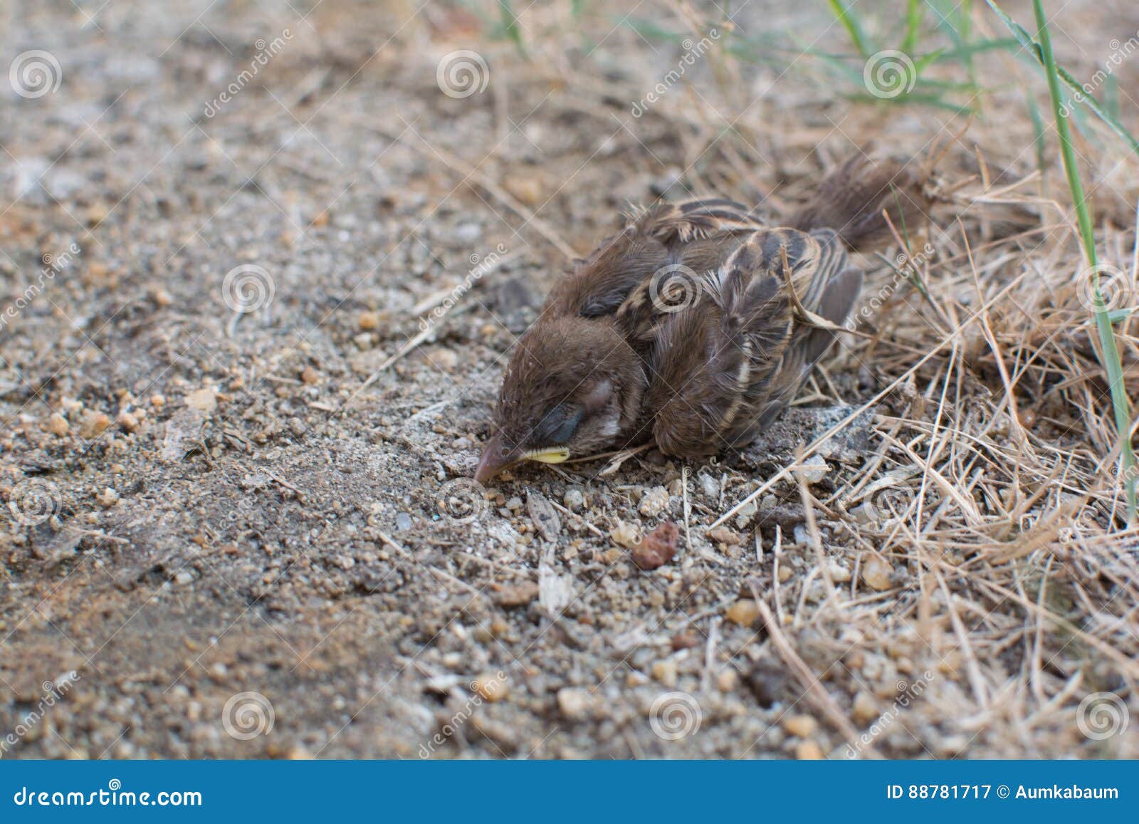 A Baby Bird Drop Fron a Tree Stock Image - Image of sand, martin: 88781717