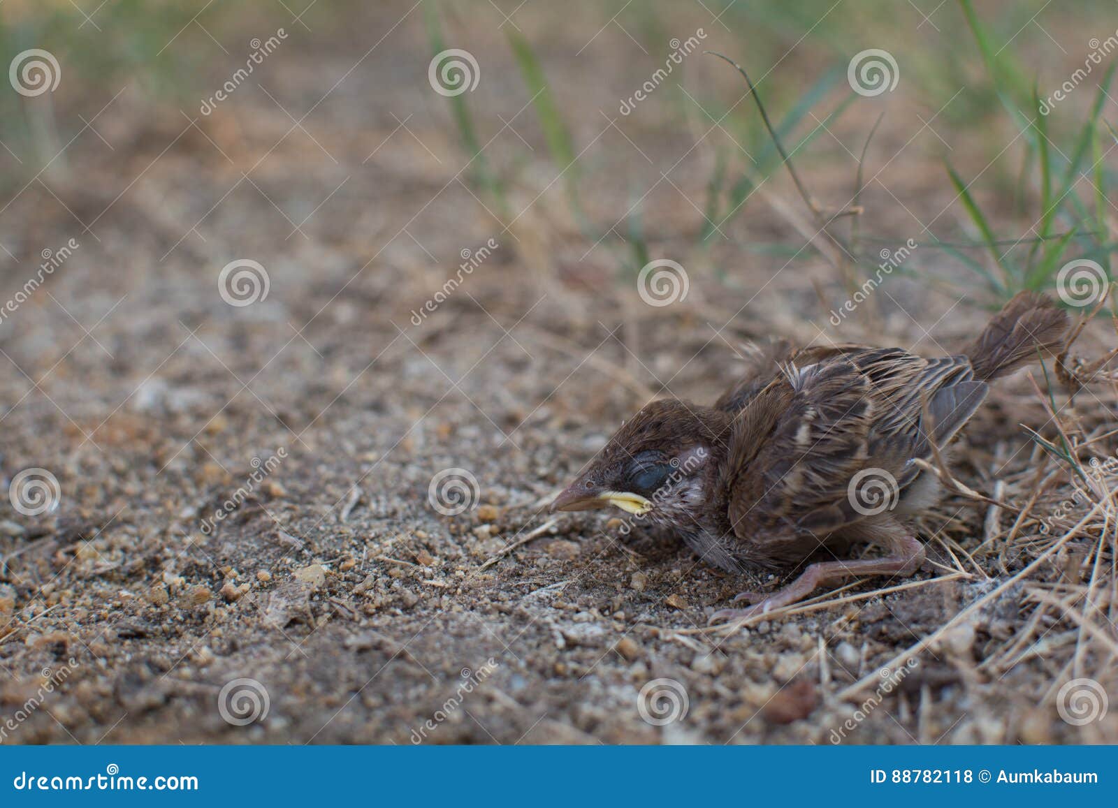 A Baby Bird Drop Fron a Tree Stock Photo - Image of wildlife, martin ...
