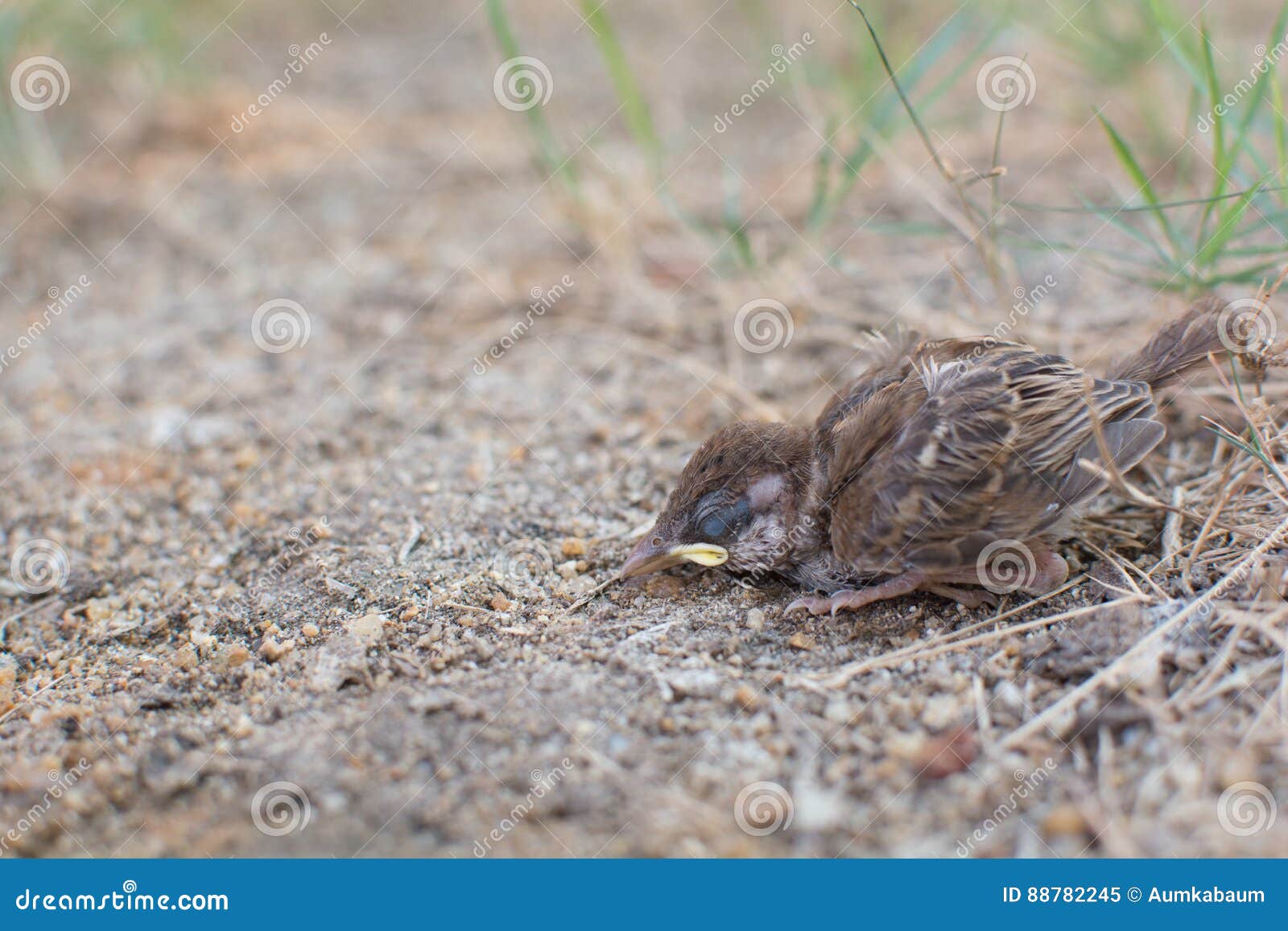 A Baby Bird Drop Fron a Tree Stock Image - Image of beak, nature: 88782245