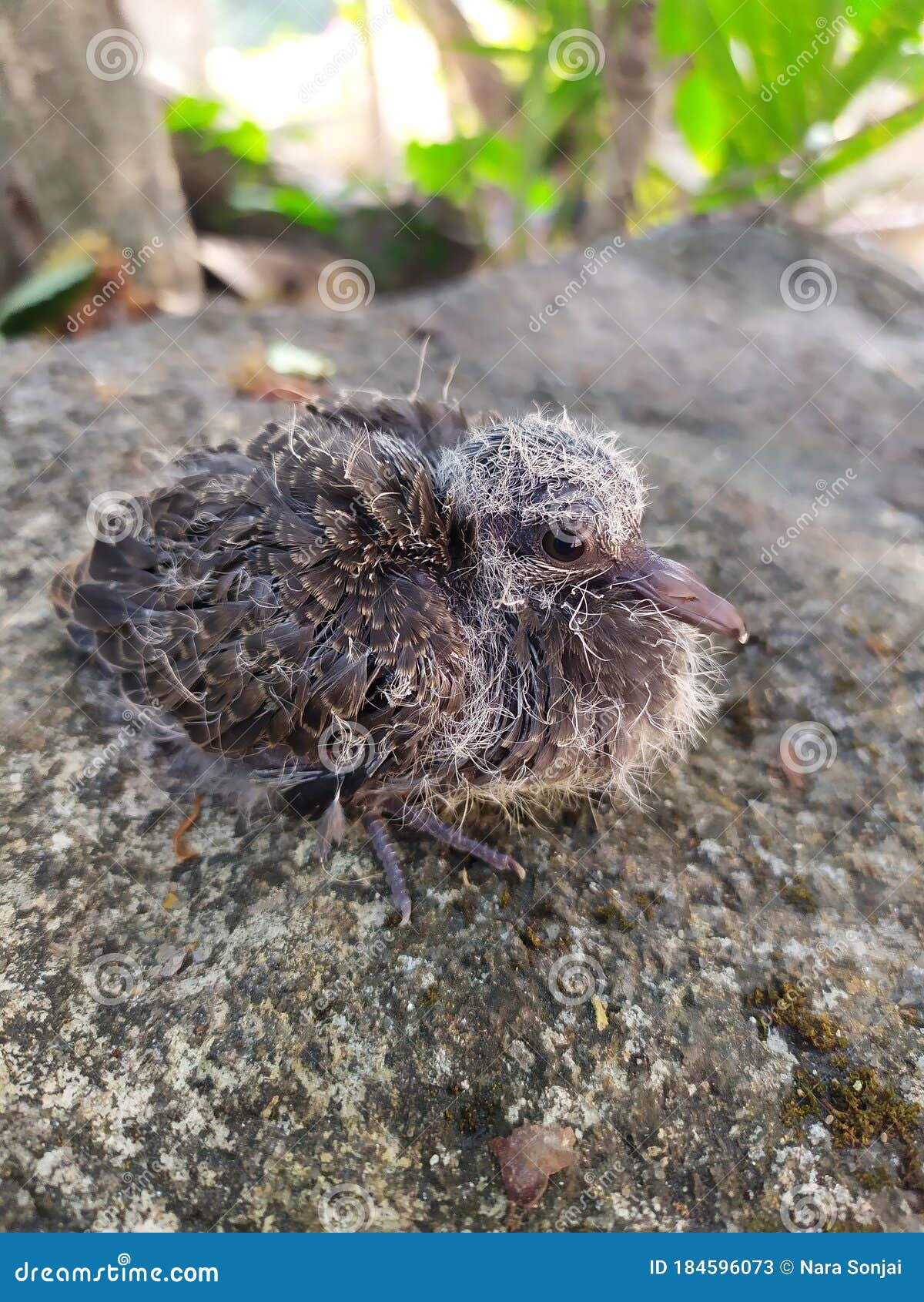 The Baby Bird Fell from the Tree Stock Image - Image of rock, wildlife ...