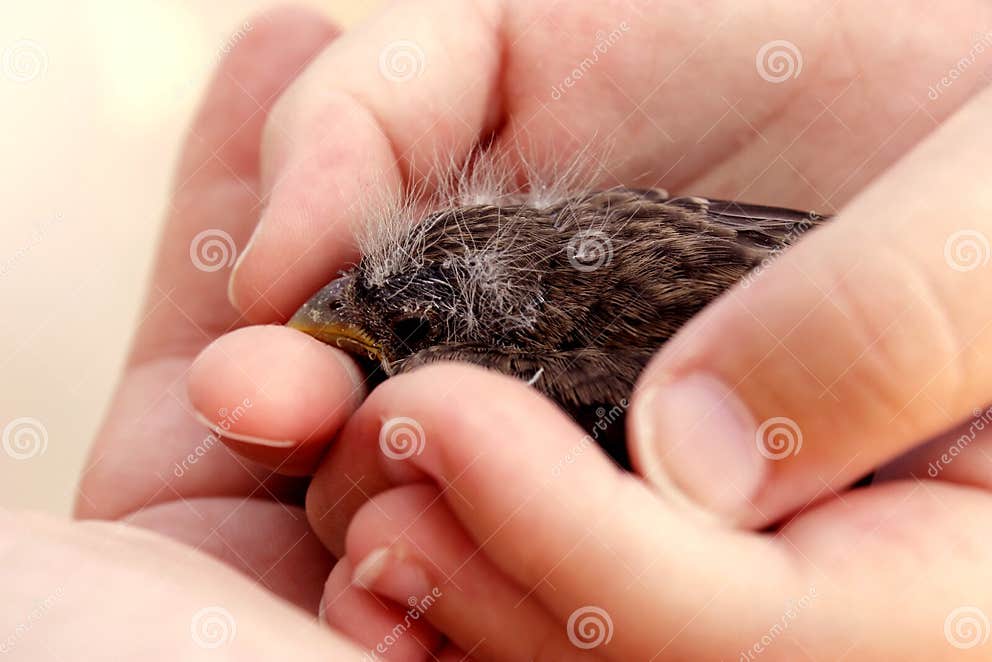 Baby bird in hand stock image. Image of bird, bush, child - 26002185
