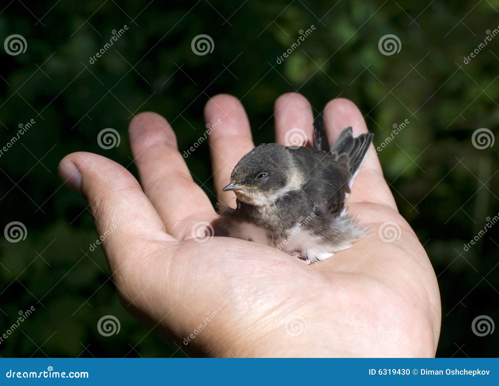 Baby bird in the hand stock photo. Image of human, born - 6319430
